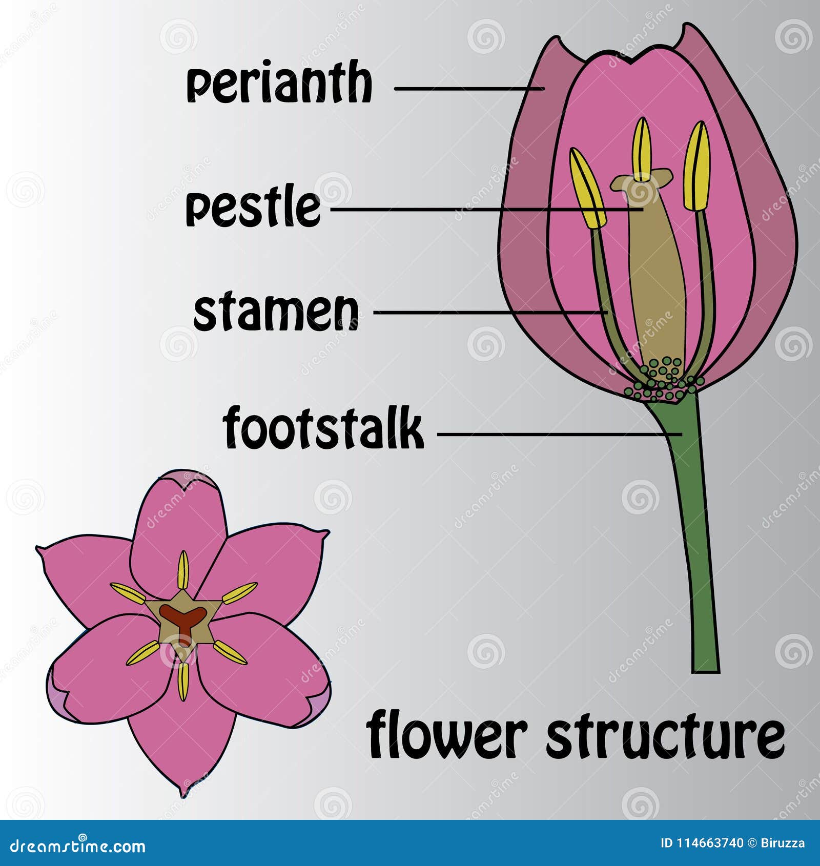 Affiche Op Het Thema Van De Bloemstructuur Plantkunde Stock Illustratie ...