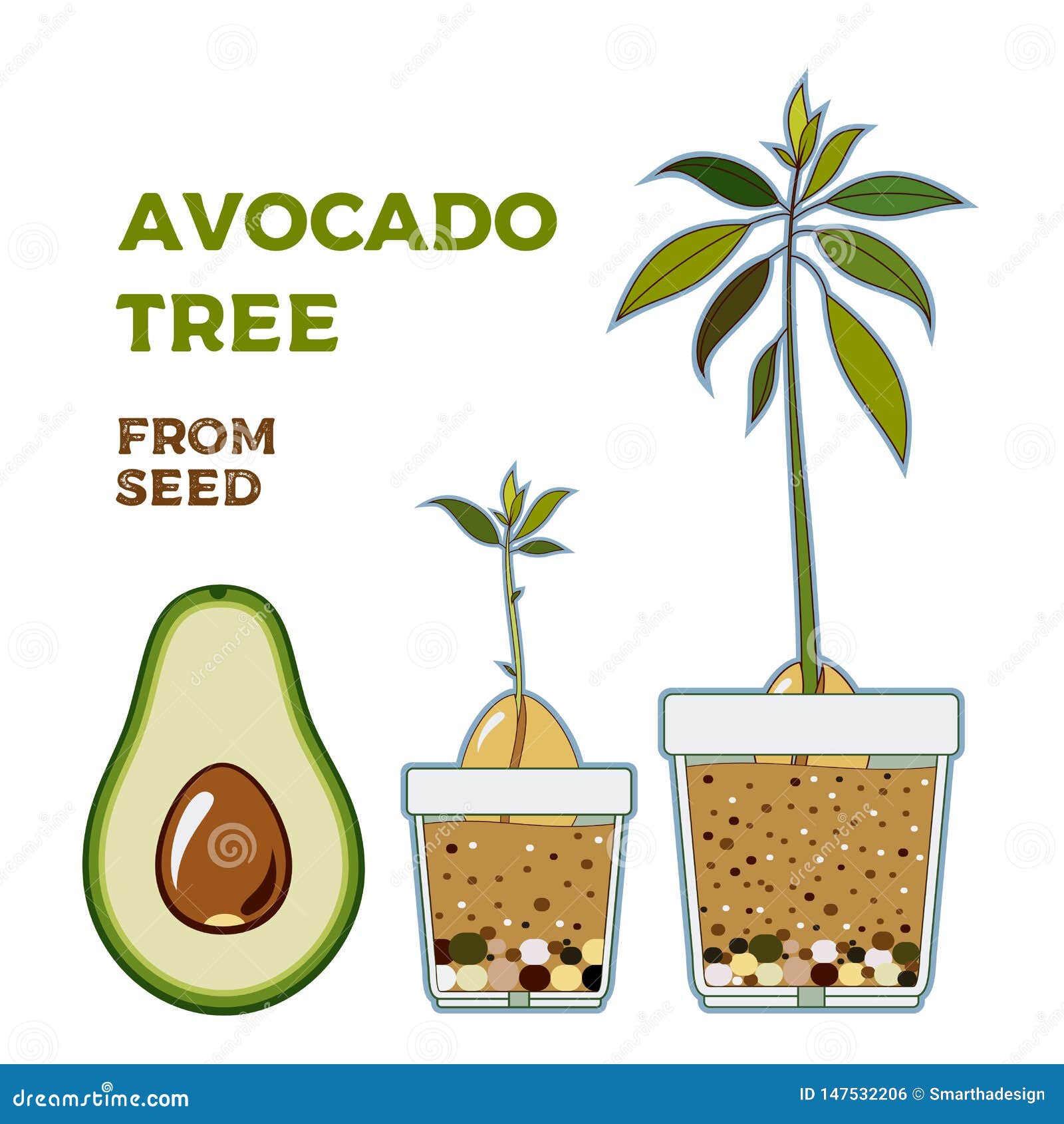Avocado Tree Vector Growing Guide Poster Green Simple Instruction To Grow Avocado Tree From