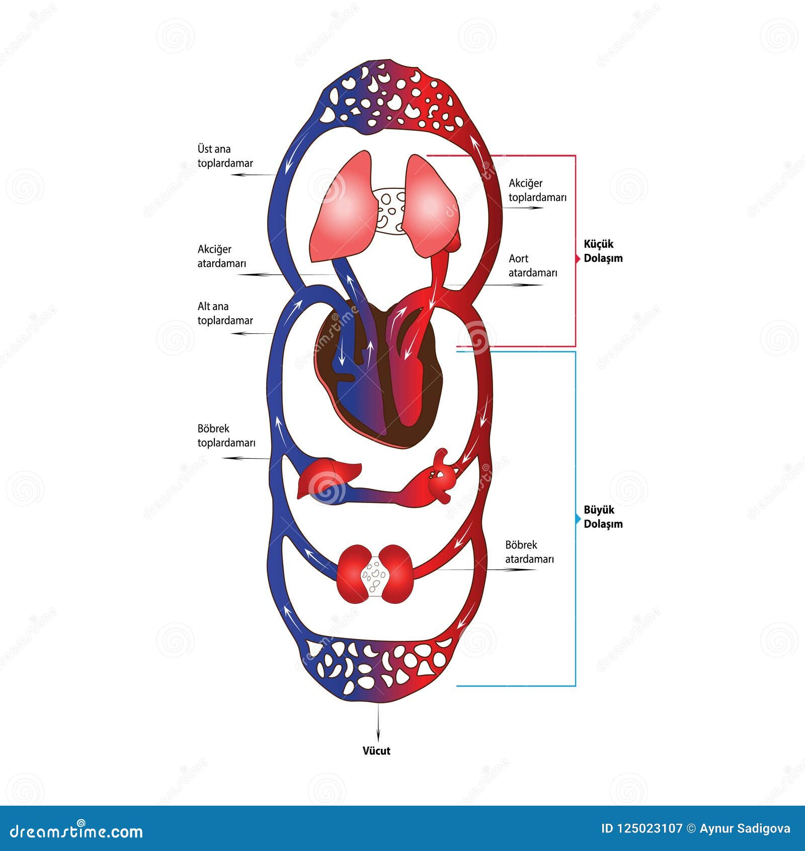 Affischvisningblodcirkulation I Kroppen System För Blodcirkulation ...