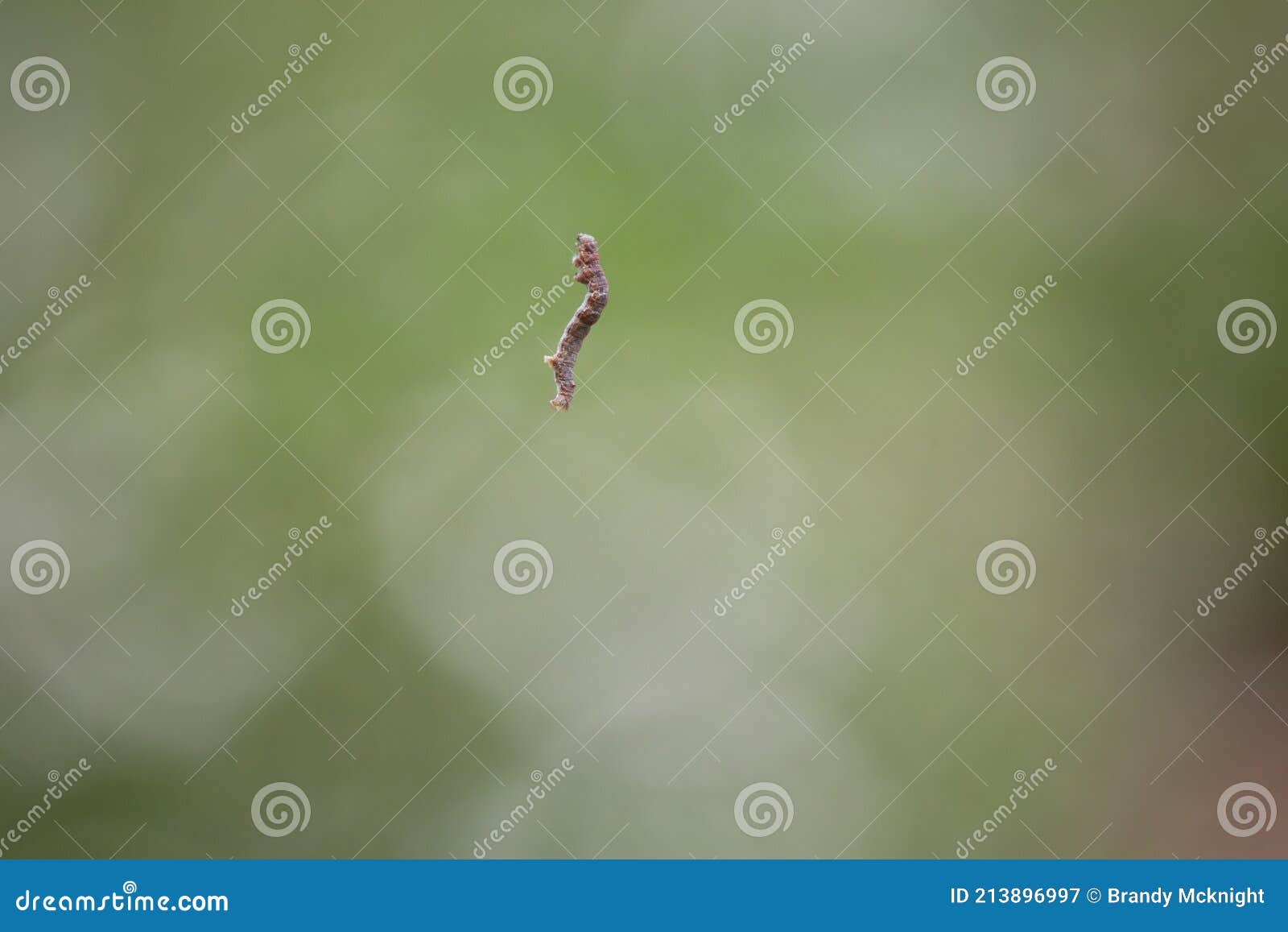 Pink Inchworm Hanging stock image. Image of invertebrate - 213896997