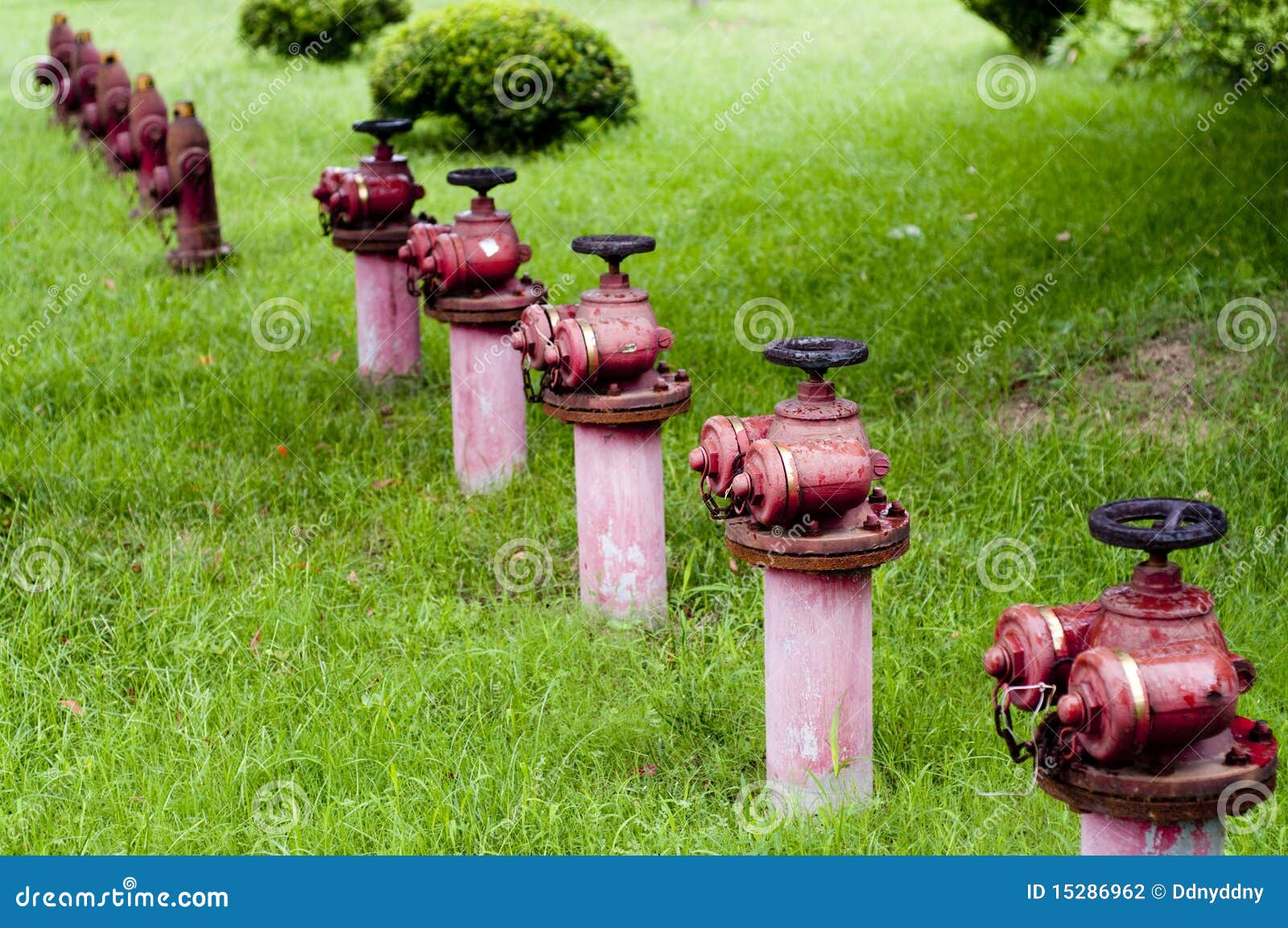 Afforest stock photo. Image of grassland, outdoor, lawn - 15286962