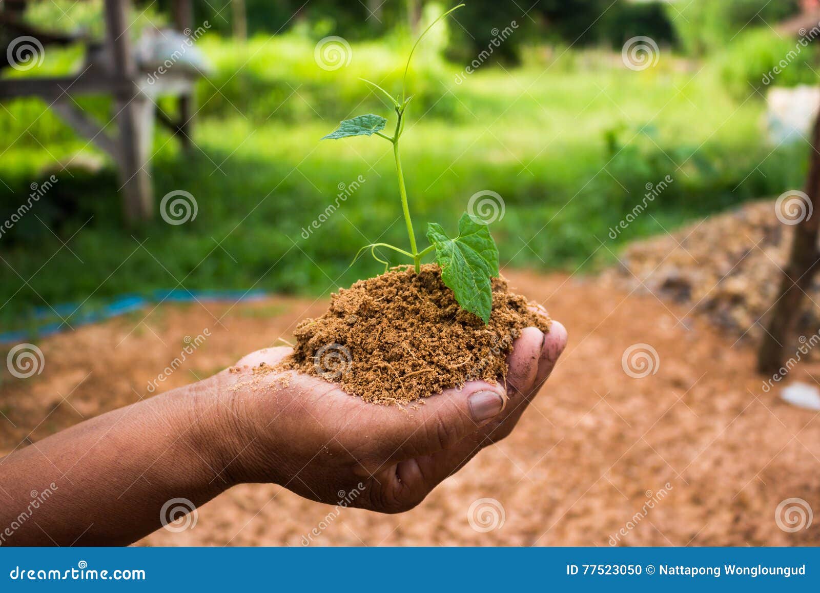 Afforest back to nature. stock photo. Image of feeling - 77523050