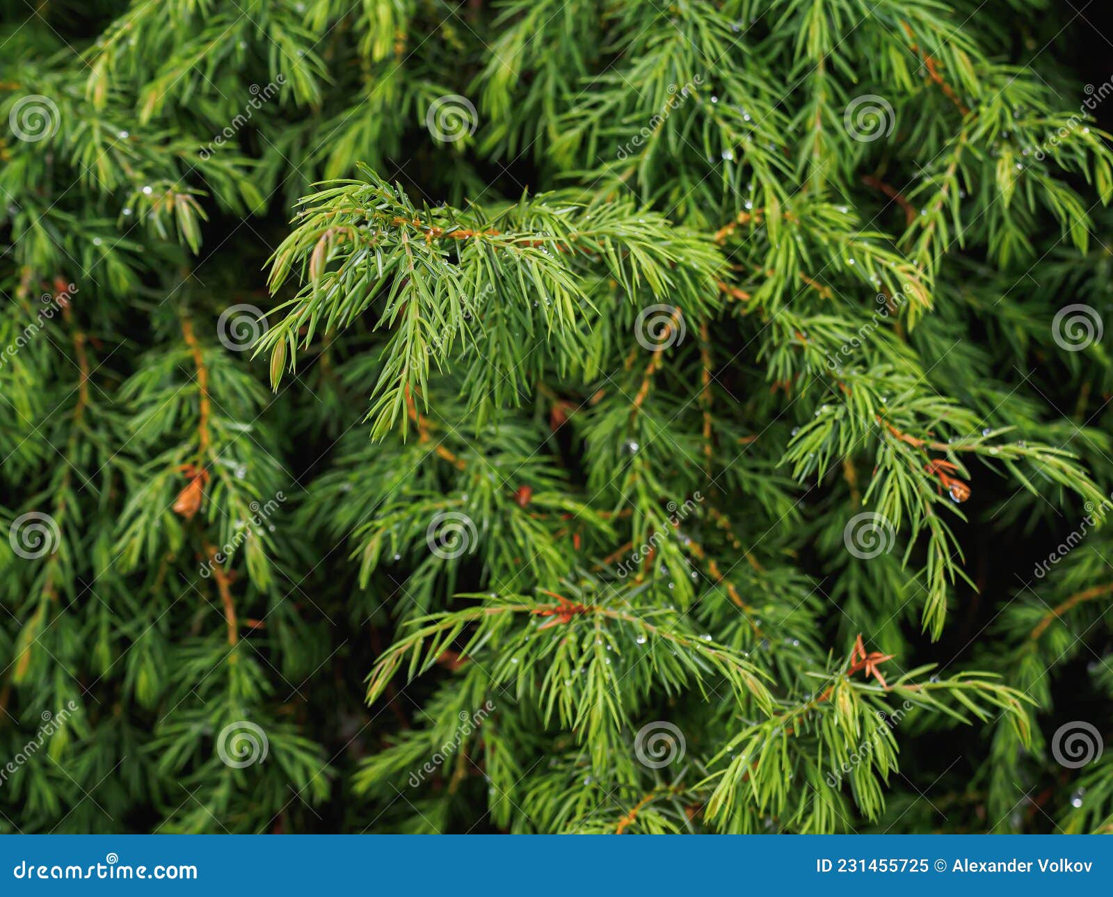 Afforestation. Coniferous Tree with Small Needles Green Juniper Stock ...