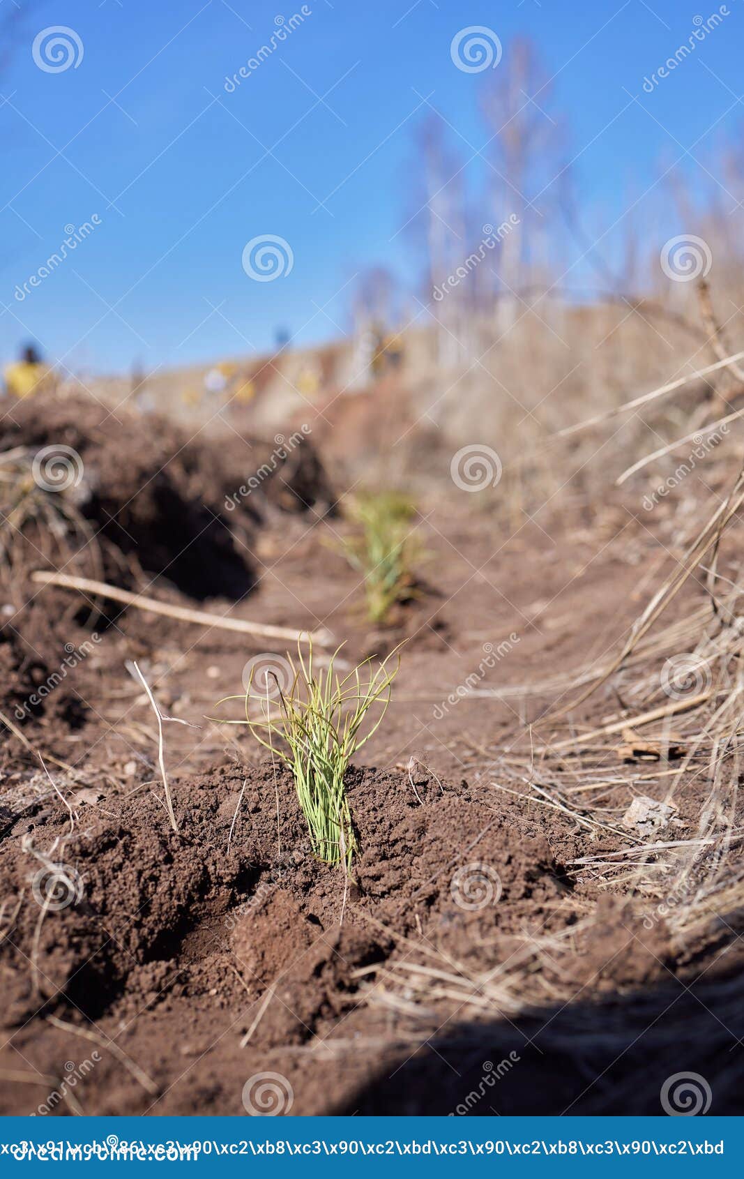 Afforestation and Regrow Forests. Young Pine Planted Regrowth on Plot ...