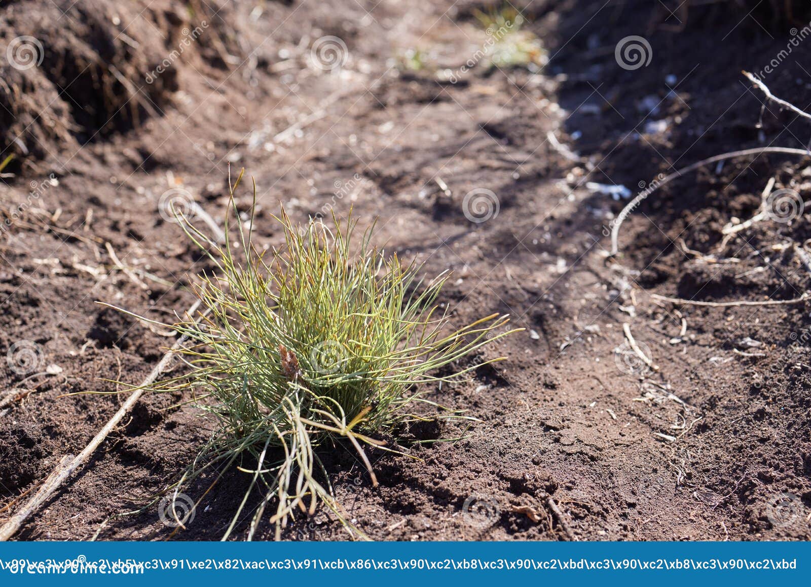Afforestation And Regrow Forests. Young Pine Planted Regrowth On Plot ...