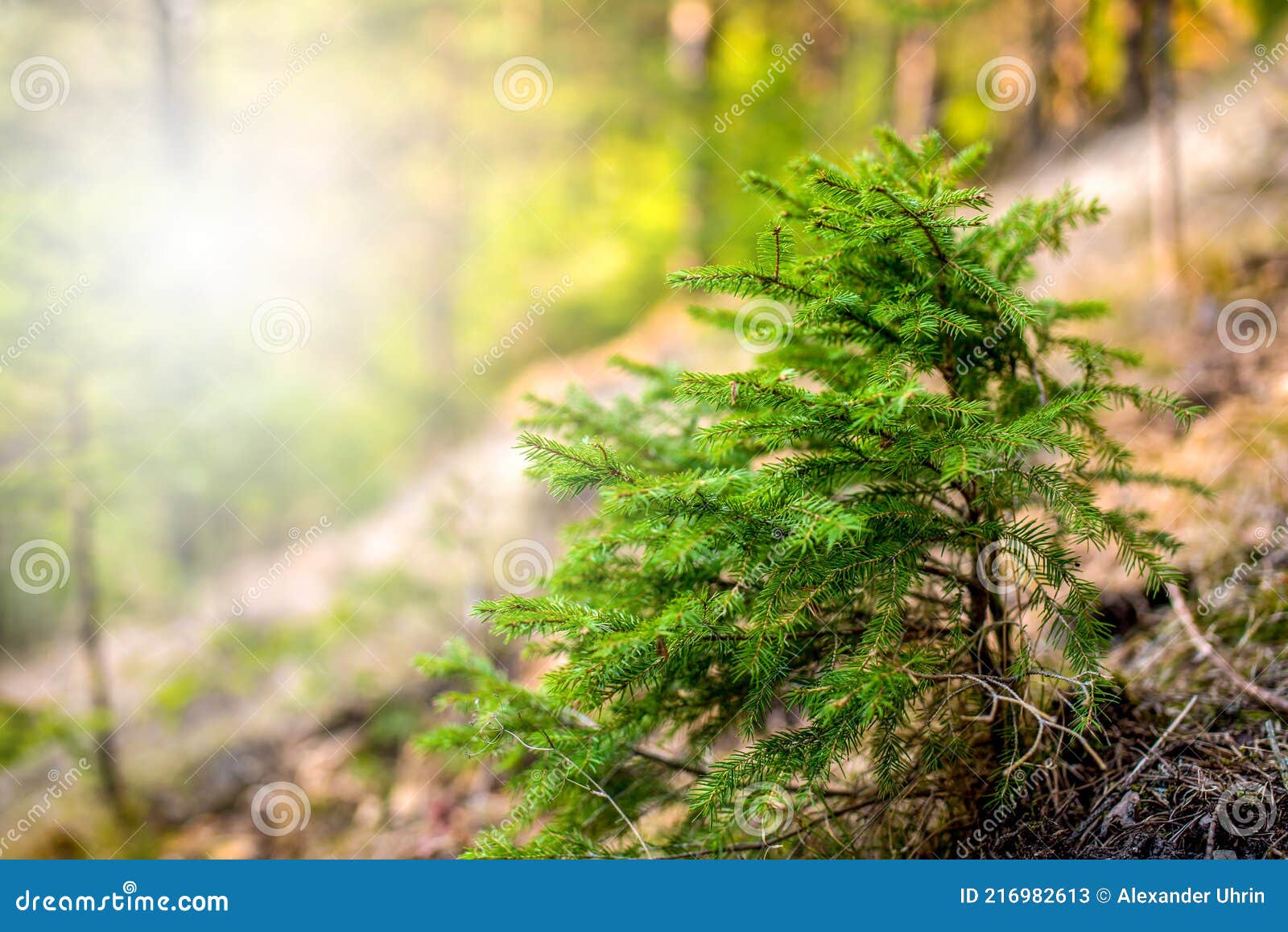 Afforestation. Young Spruce Planted on Plot with Nature Soil, Spruce ...