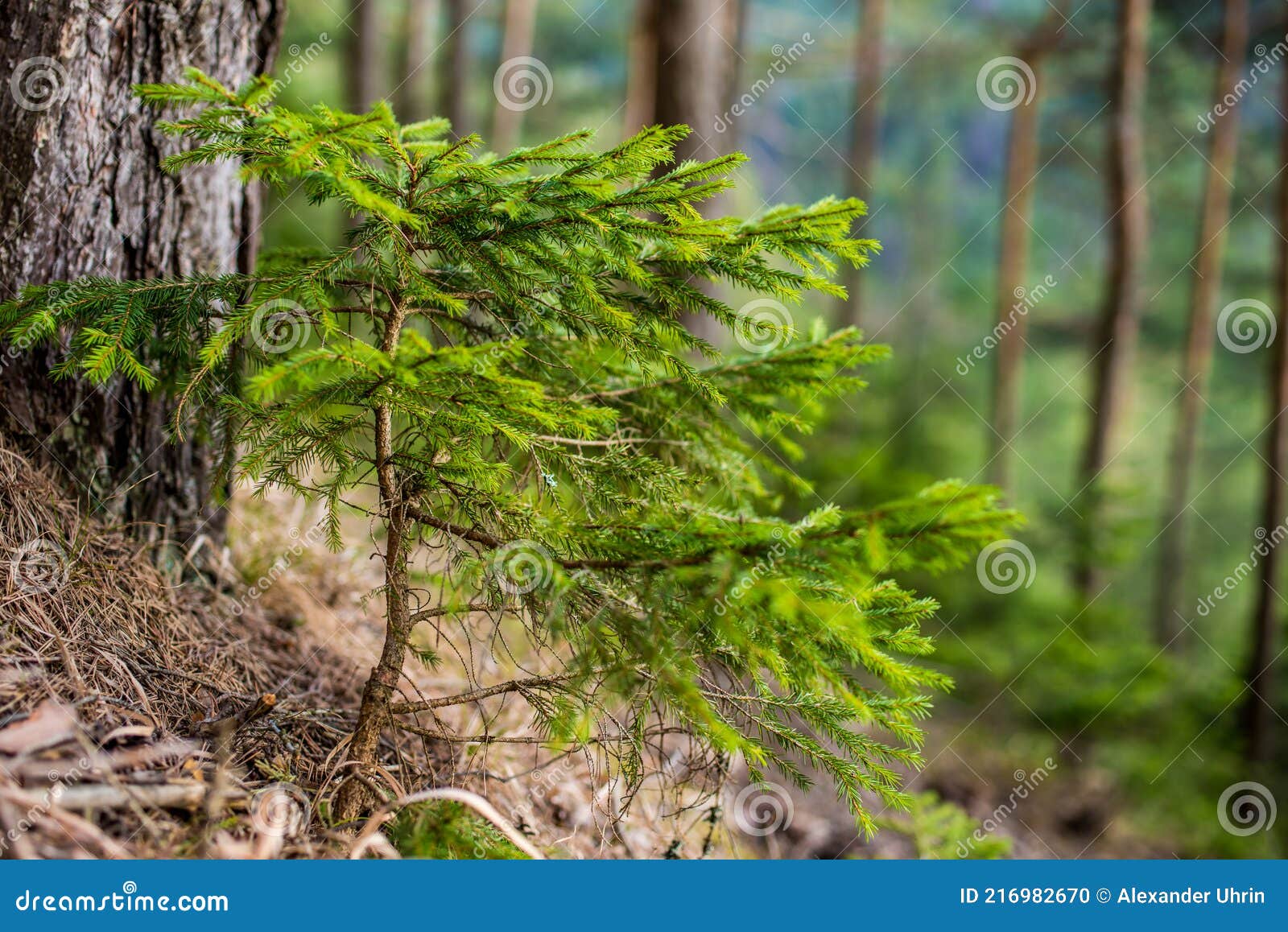Afforestation. Young Spruce Planted on Plot with Nature Soil, Spruce ...