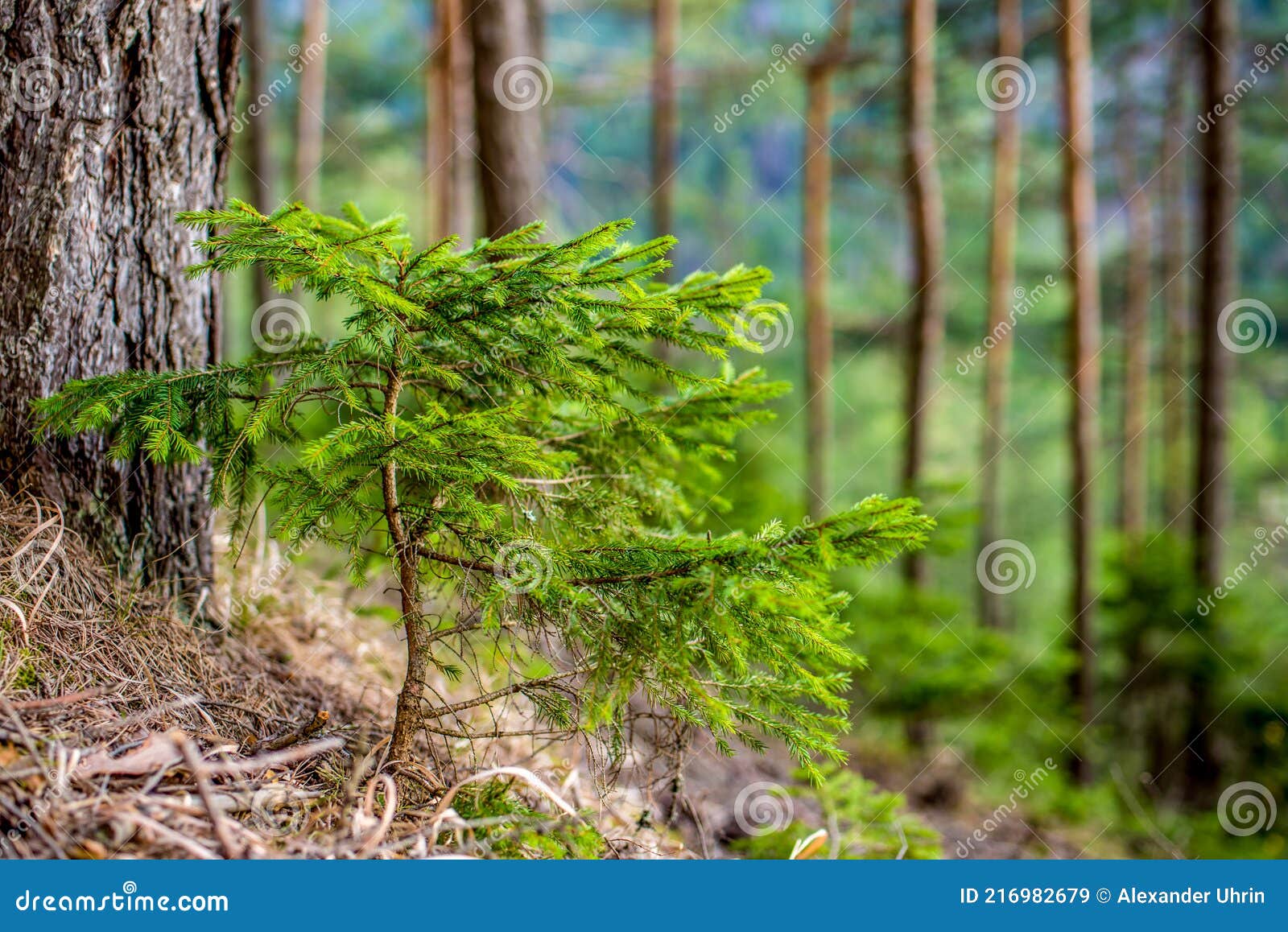 Afforestation. Young Spruce Planted On Plot With Nature Soil, Spruce ...