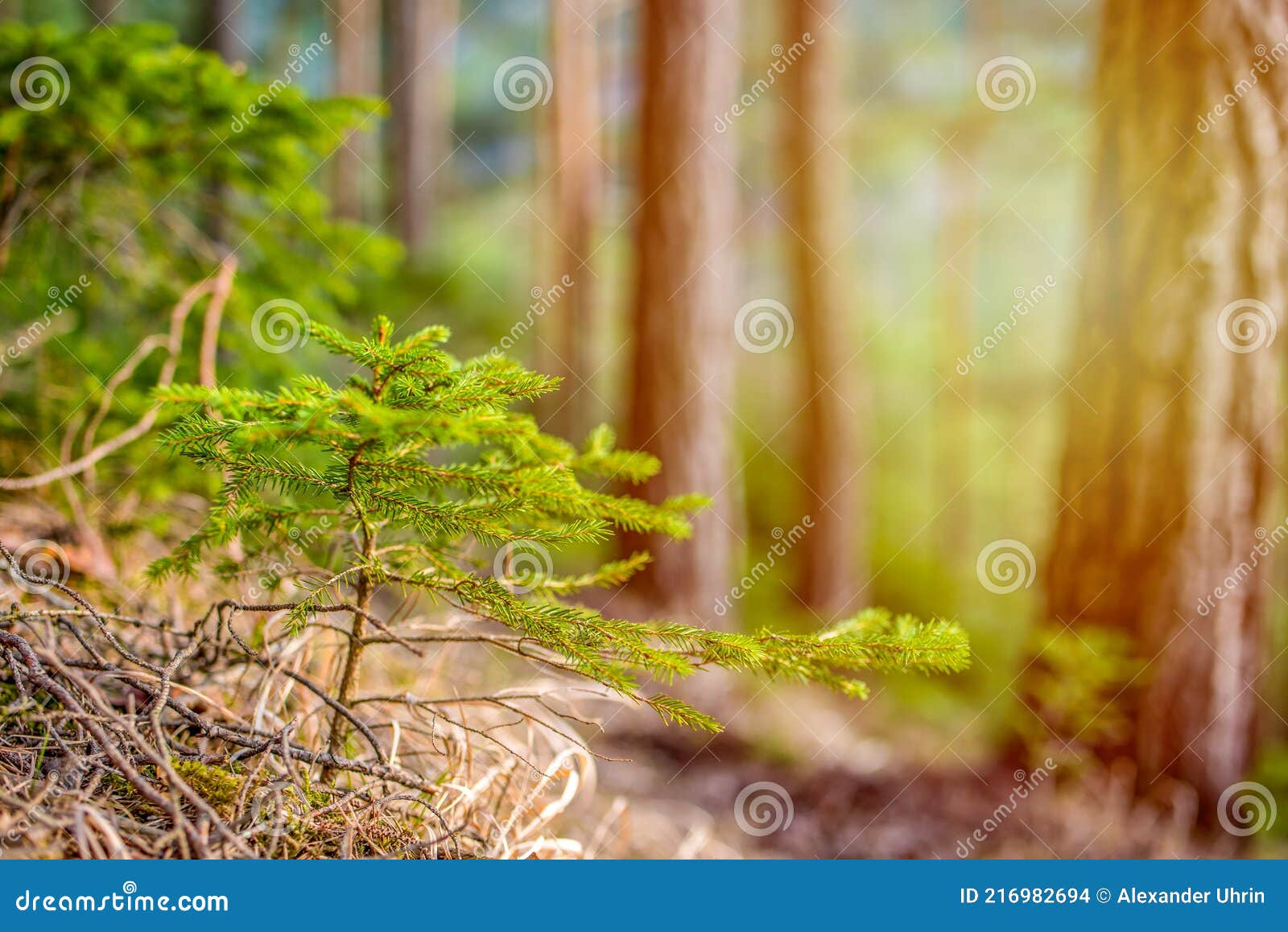Afforestation. Young Spruce Planted on Plot with Nature Soil, Spruce ...