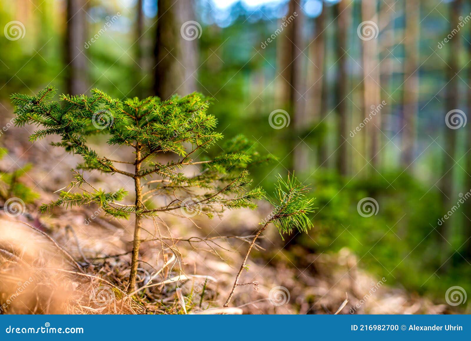Afforestation. Young Spruce Planted on Plot with Nature Soil, Spruce ...