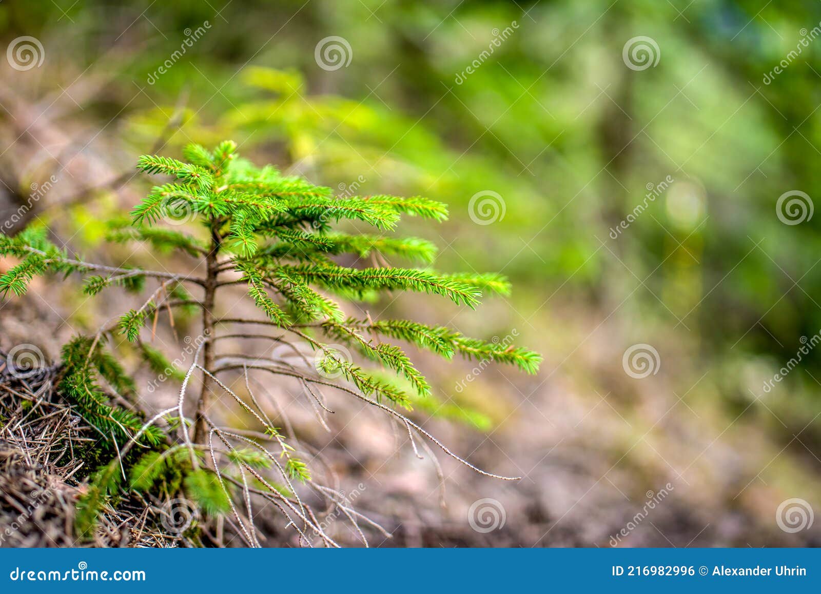 Afforestation. Young Spruce Planted On Plot With Nature Soil, Spruce ...