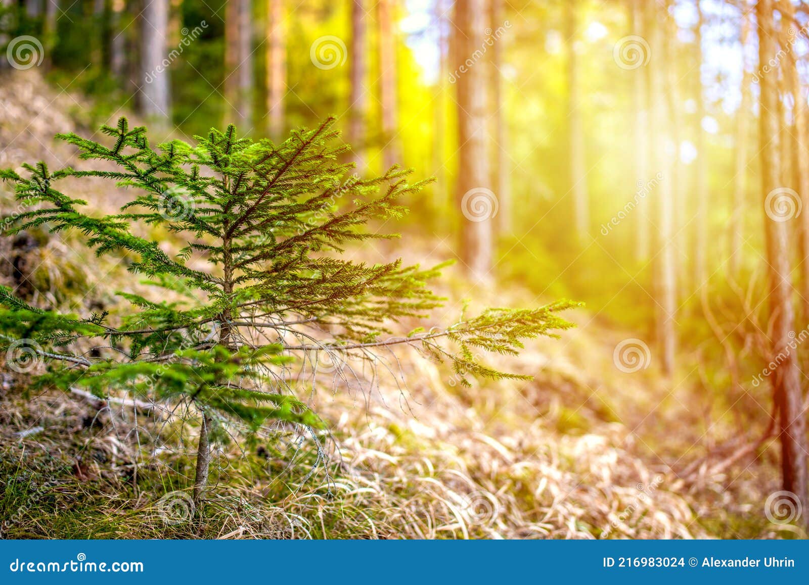 Afforestation. Young Spruce Planted On Plot With Nature Soil, Spruce ...