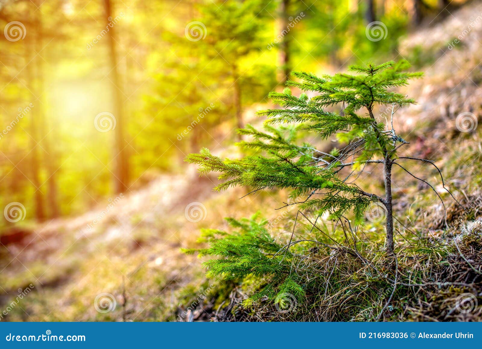 Afforestation. Young Spruce Planted on Plot with Nature Soil, Spruce ...