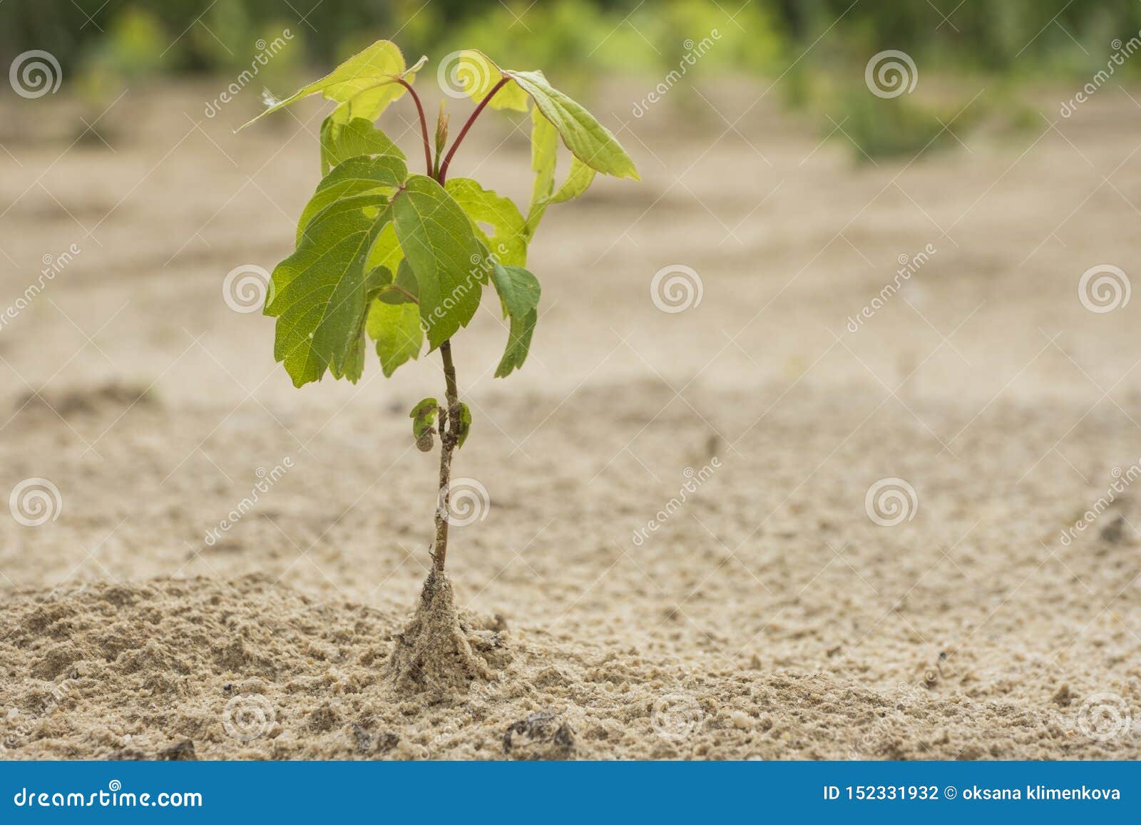 Afforestation. Young Spruce Planted On Plot With Nature Soil, Spruce ...