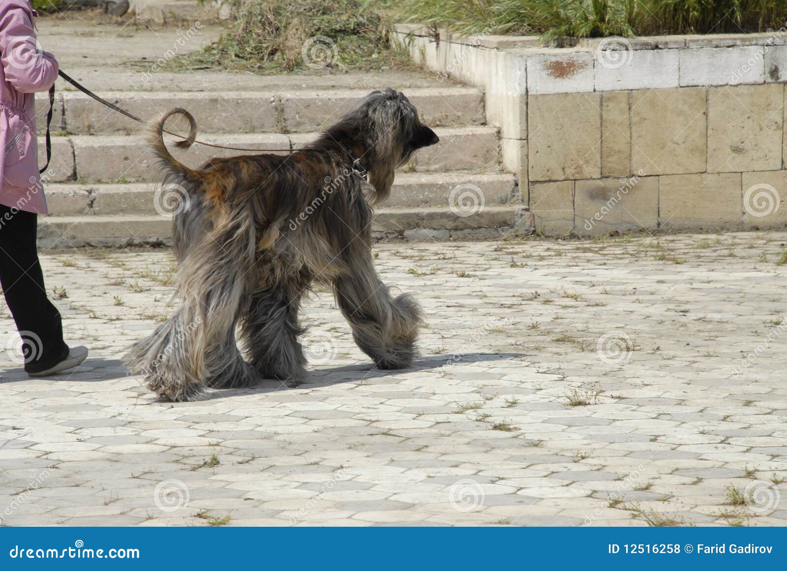 Afgan dog stock photo. Image of hunting, elite, hunt - 12516258