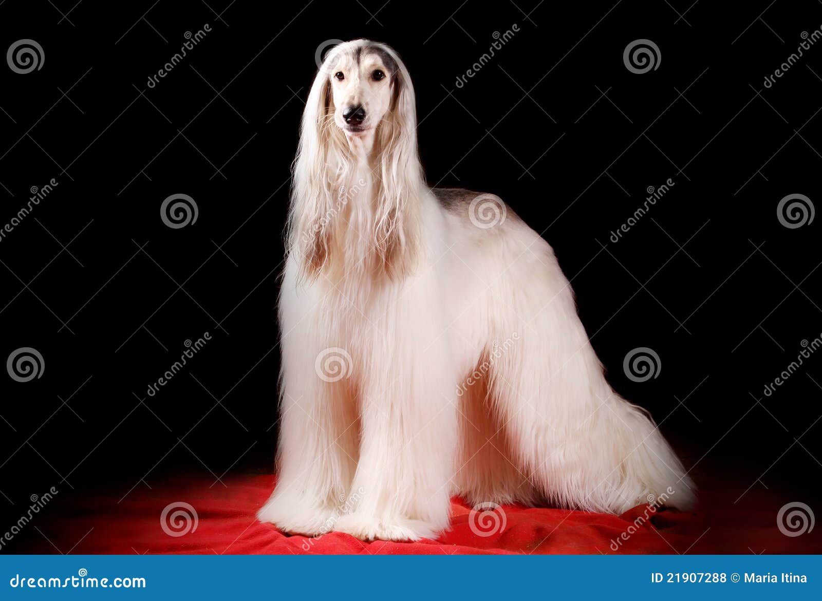 Afgano foto de archivo. Imagen de atento, honestidad - 21907288