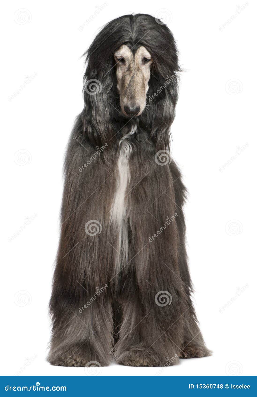 Afgano, 7 años foto de archivo. Imagen de gente, pelo - 15360748