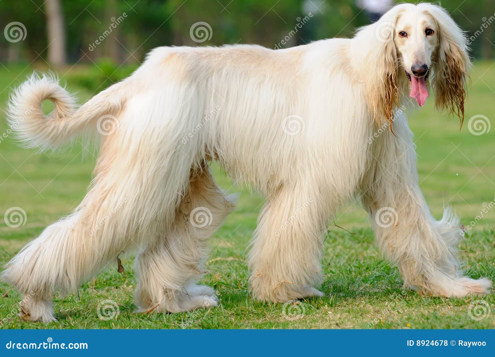 Afgano foto de archivo. Imagen de afgano, purebred, lengüeta - 8924678