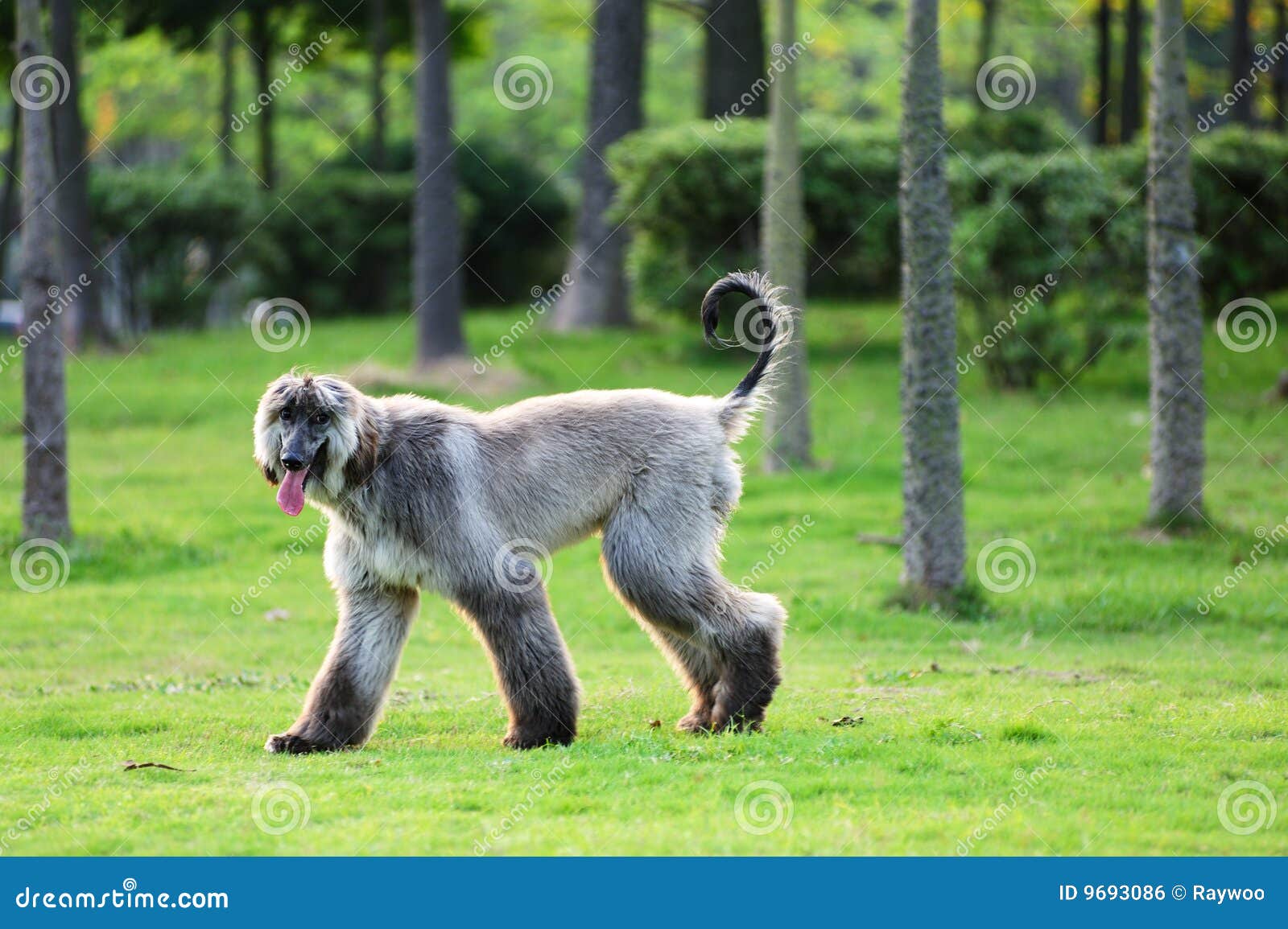 Afgano foto de archivo. Imagen de hierba, soporte, puro - 9693086