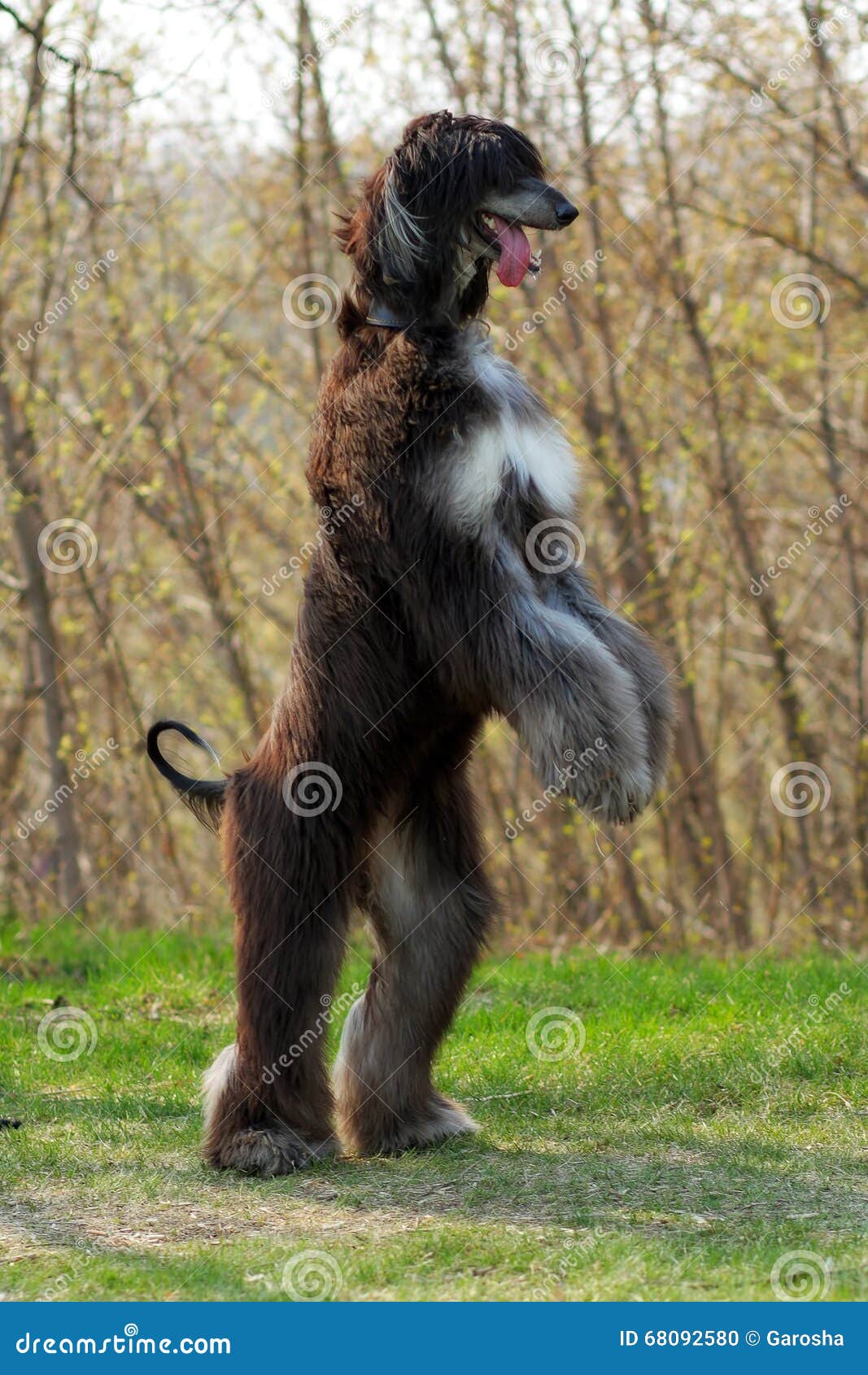 Afgano De La Raza Del Perro Foto de archivo - Imagen de gris, pelo ...