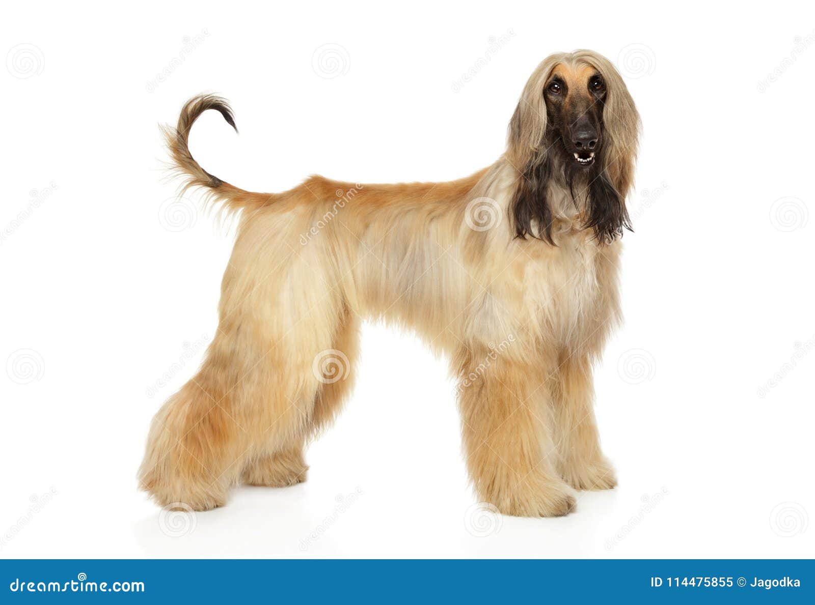 Afgano En Soporte En El Fondo Blanco Imagen de archivo - Imagen de ...