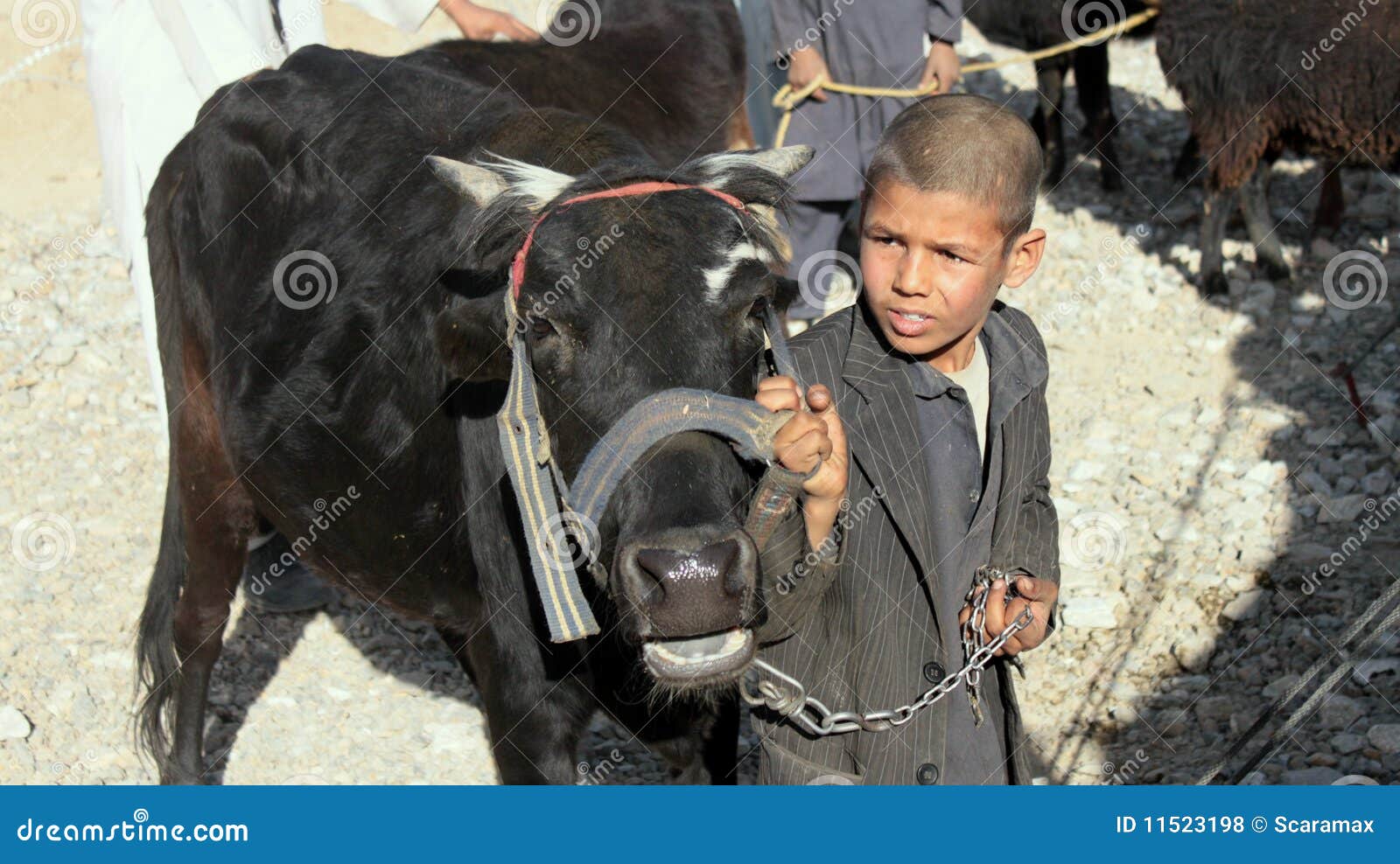 Afghan boy with cow editorial stock photo. Image of support - 11523198