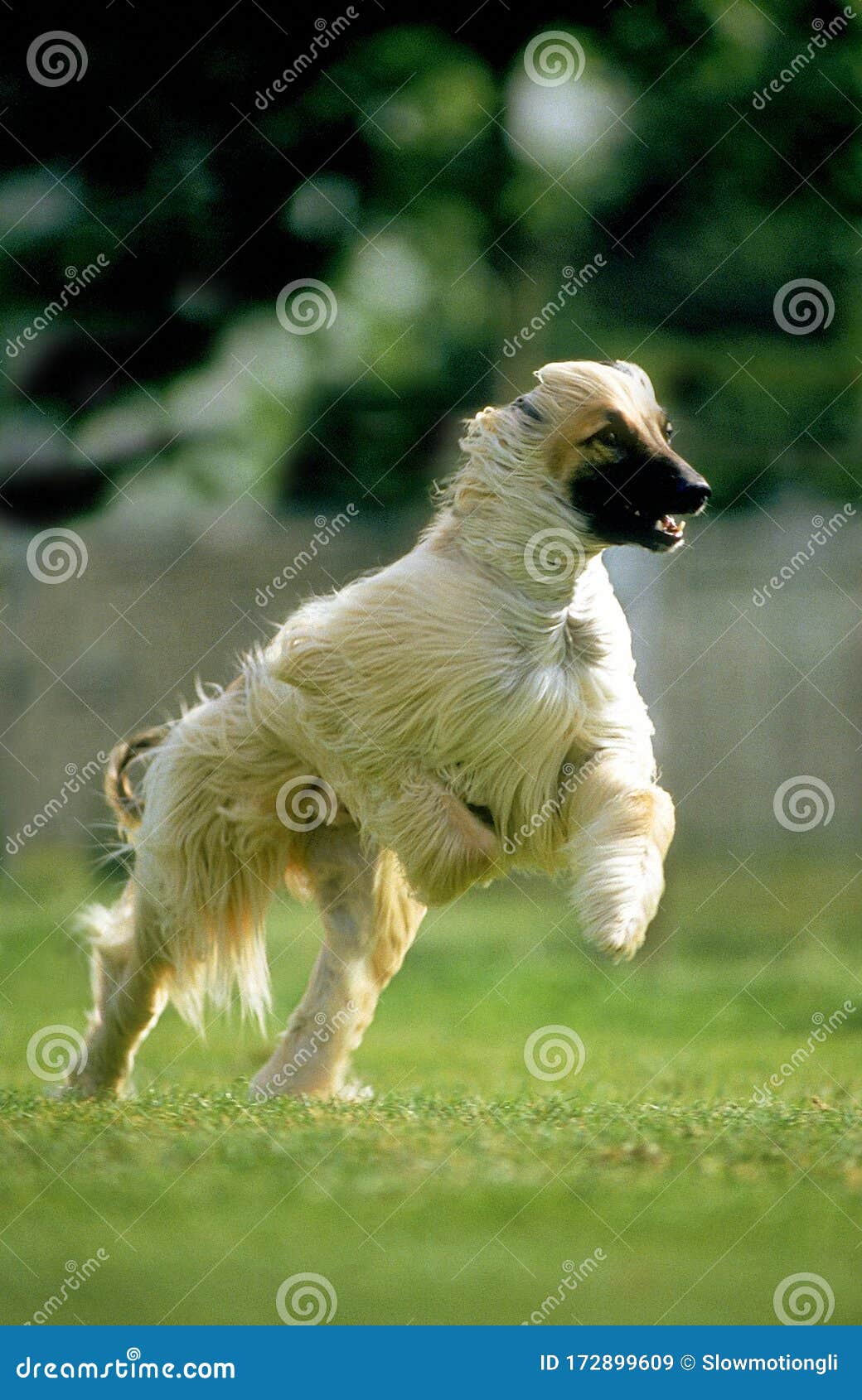 Levrier Afghan Stock Photos - Free & Royalty-Free Stock Photos from ...