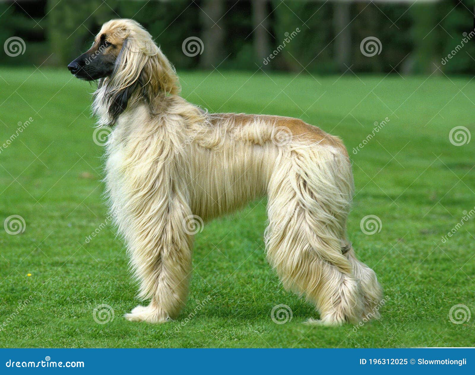 Afghan Hound, Adult Standing on Grass Stock Image - Image of afghan ...