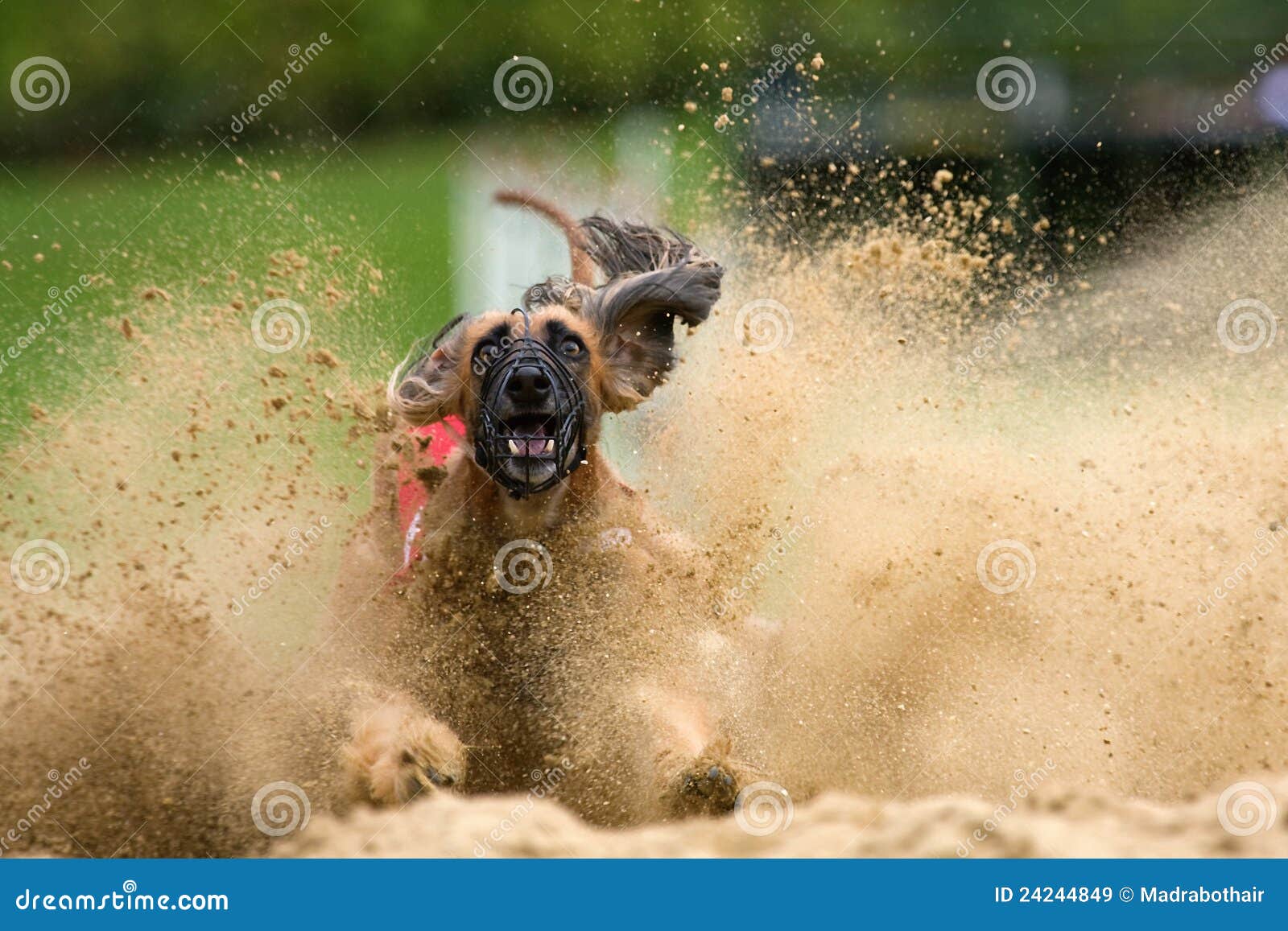 Dog Brakes Stock Photos - Free & Royalty-Free Stock Photos from Dreamstime