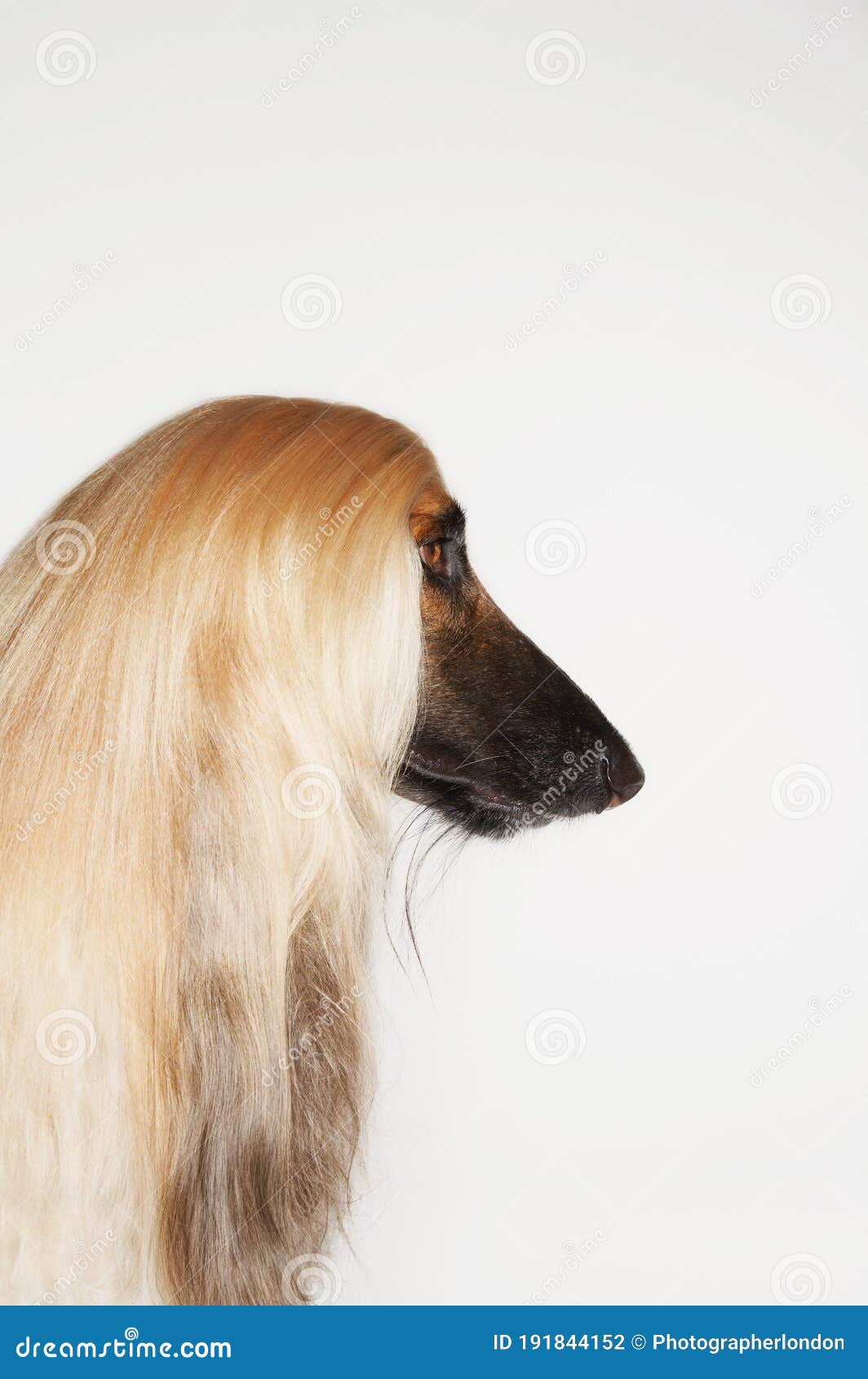 Photo of Afghan Hound Close-up Profile Stock Photo - Image of grooming ...