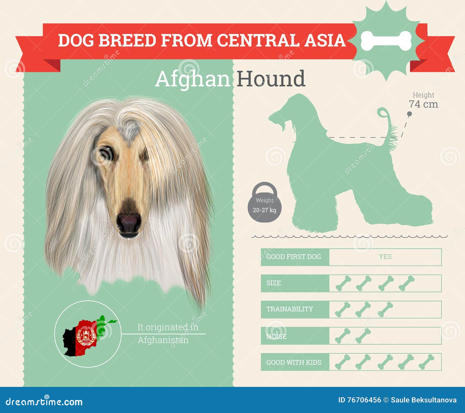 Afghan Hound Dog Breed Infographics Stock Photography | CartoonDealer ...