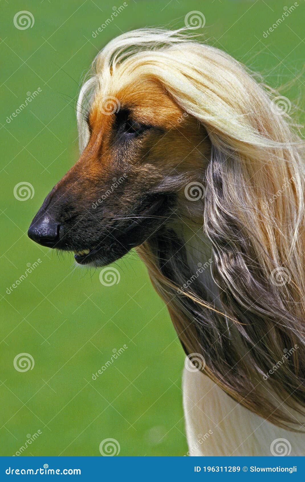 Afghan Hound, Portrait of Adult Stock Image - Image of mammal, outdoors ...