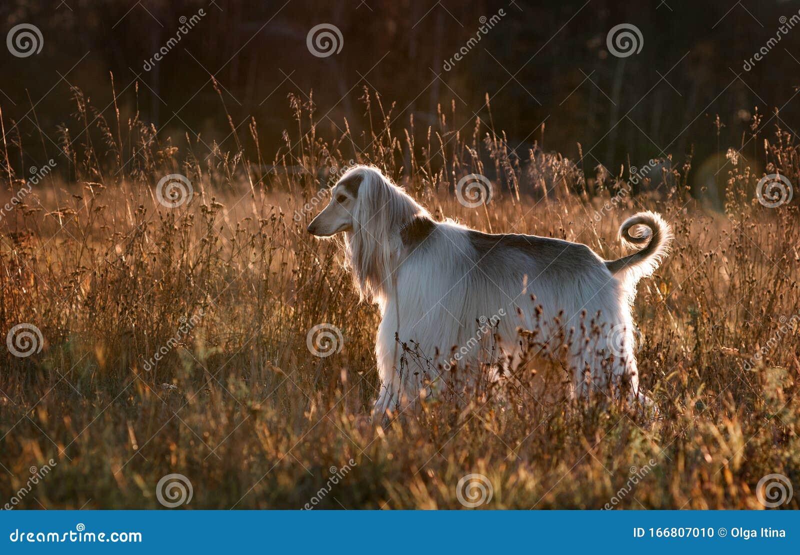 Afghan Hound Posing in Cold Autumn Field Stock Photo - Image of colours ...