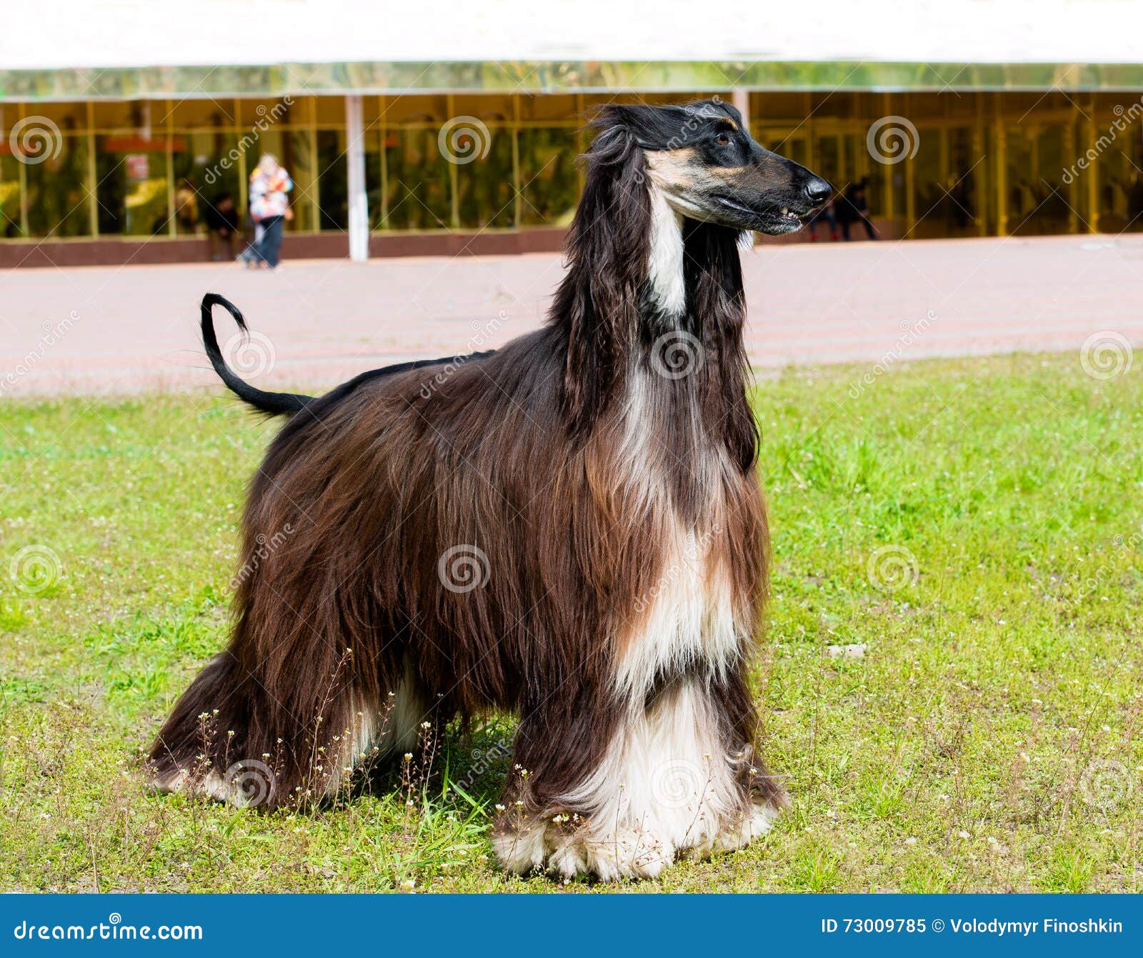 Afghan Hound profile. stock image. Image of fine, basal - 73009785