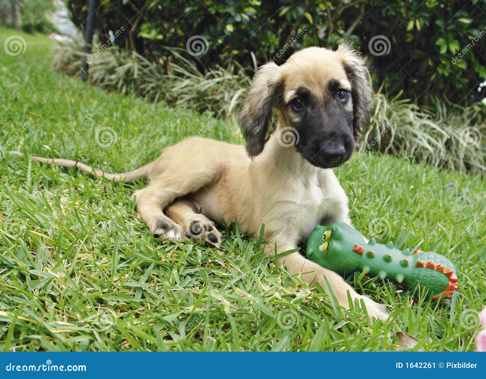 Afghan hound puppy toy stock image. Image of grooming - 1642261
