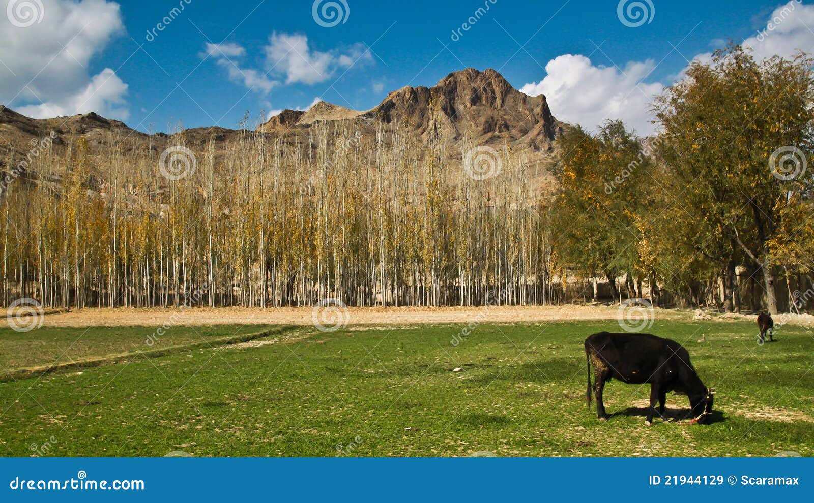 Afghan landscape stock image. Image of farm, irrigated - 21944129