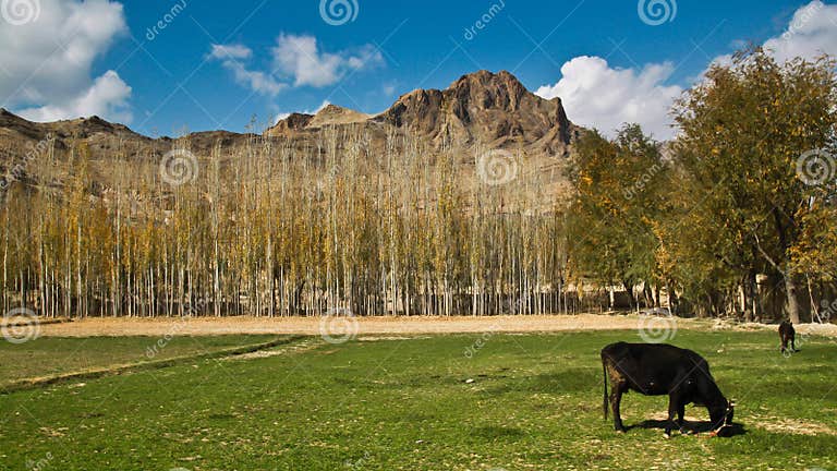 Afghan landscape stock image. Image of farm, irrigated - 21944129