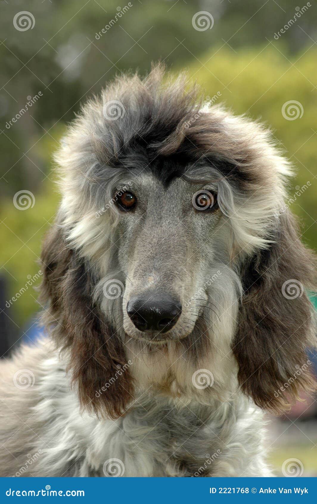 Afghan Puppy Royalty Free Stock Photos - Image: 2221768