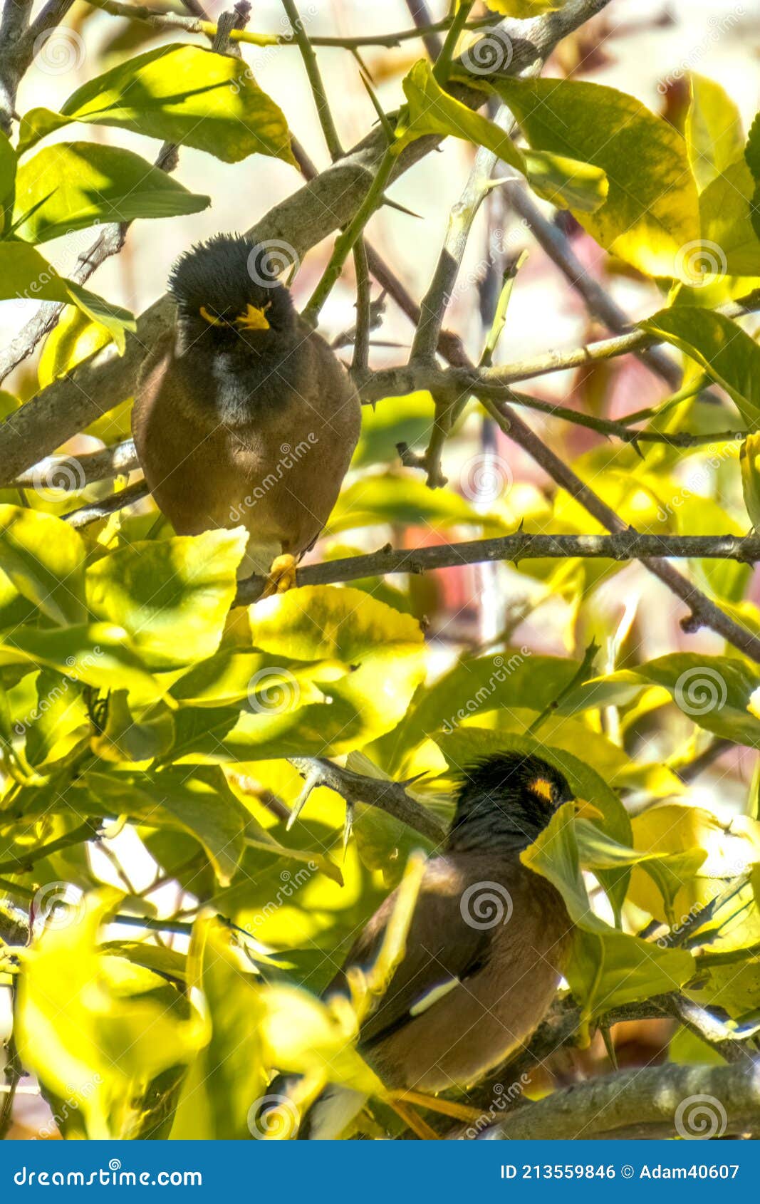Afghan Starling-Myna in the Wild Nesting on a Tree. Stock Photo - Image of myna, mynah: 213559846
