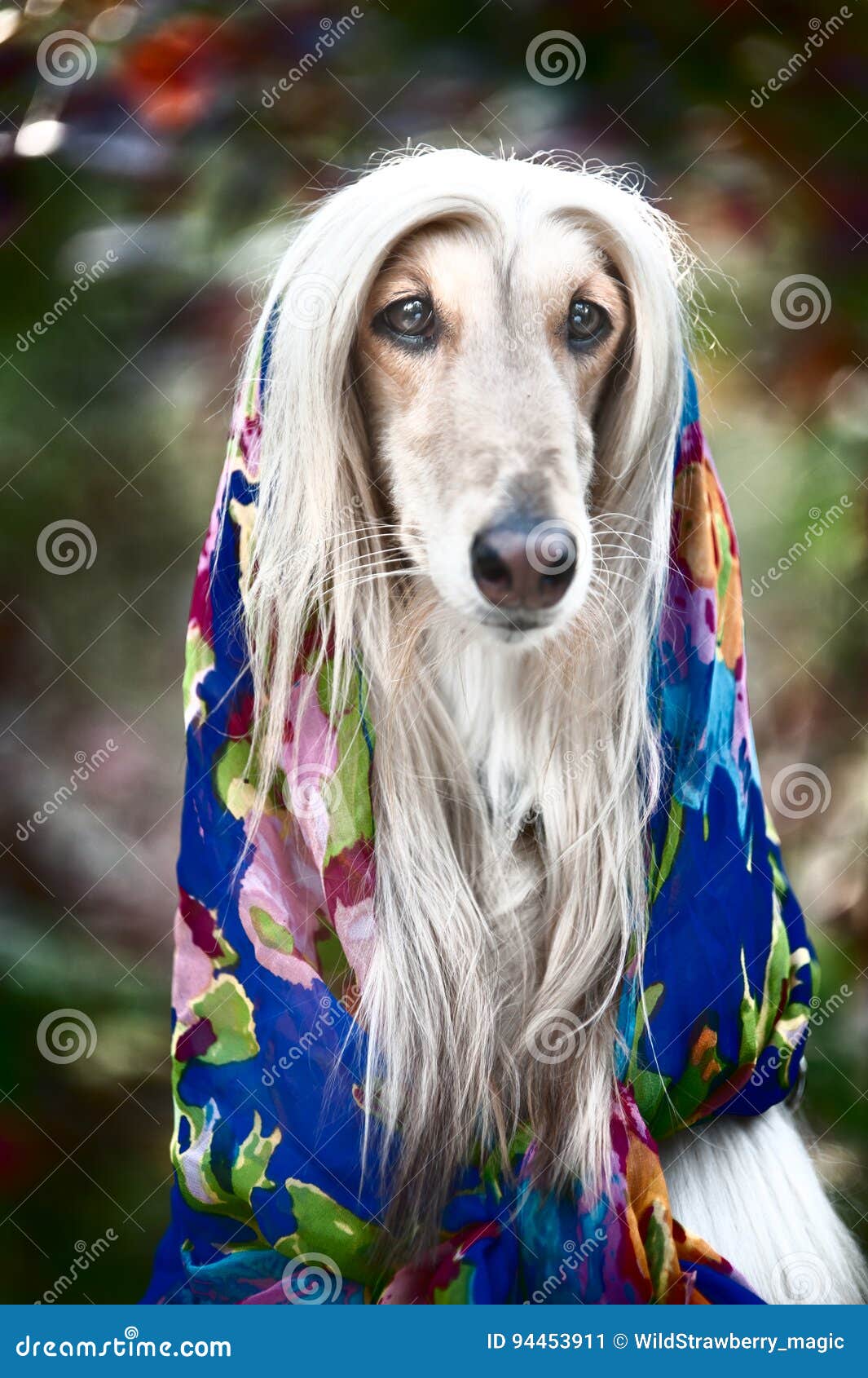 Afghanischer Grauer Jagdhund in Einem Schal Stockbild - Bild von ...