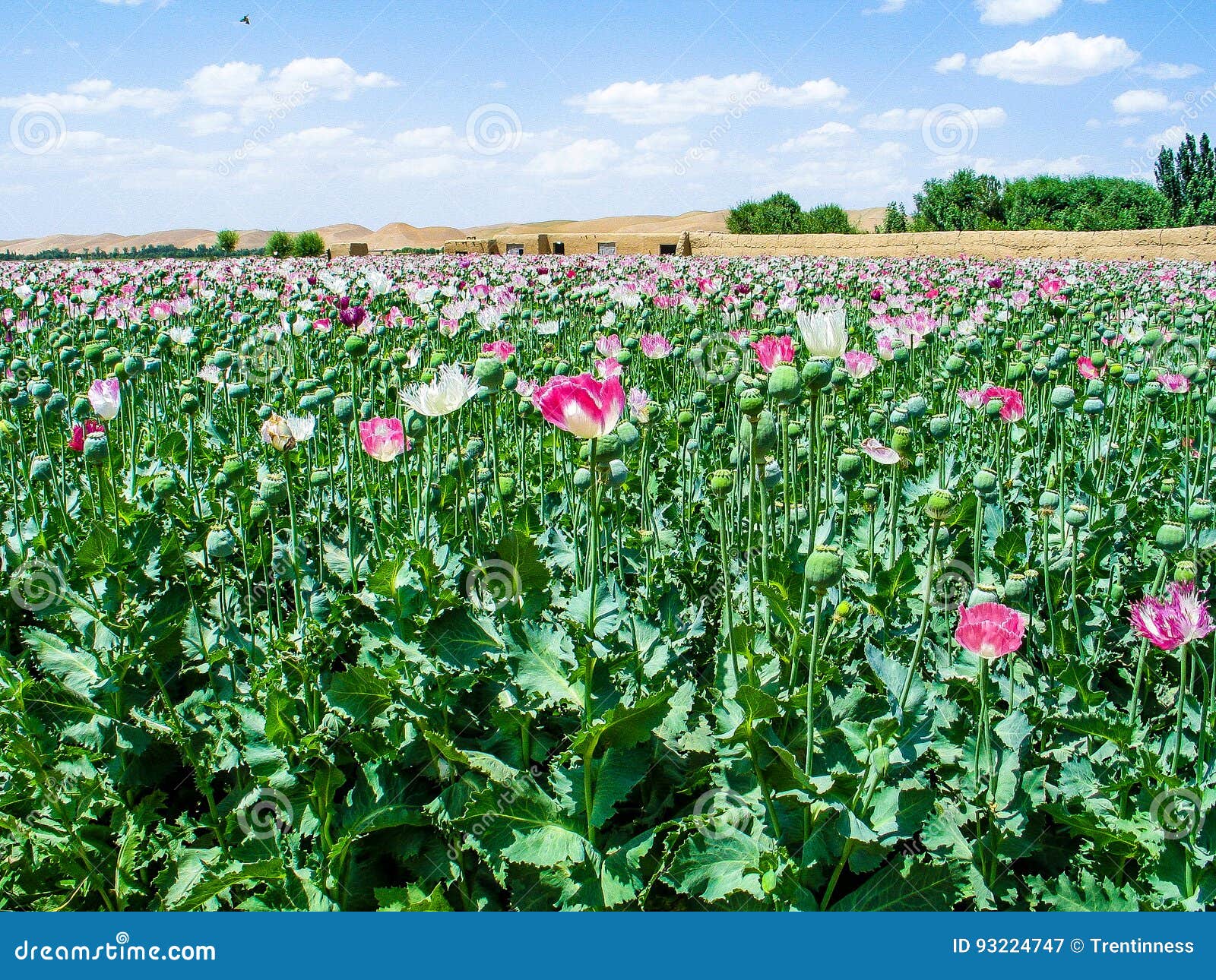 Afghanistan Poppy Fields Royalty-Free Stock Photography | CartoonDealer ...