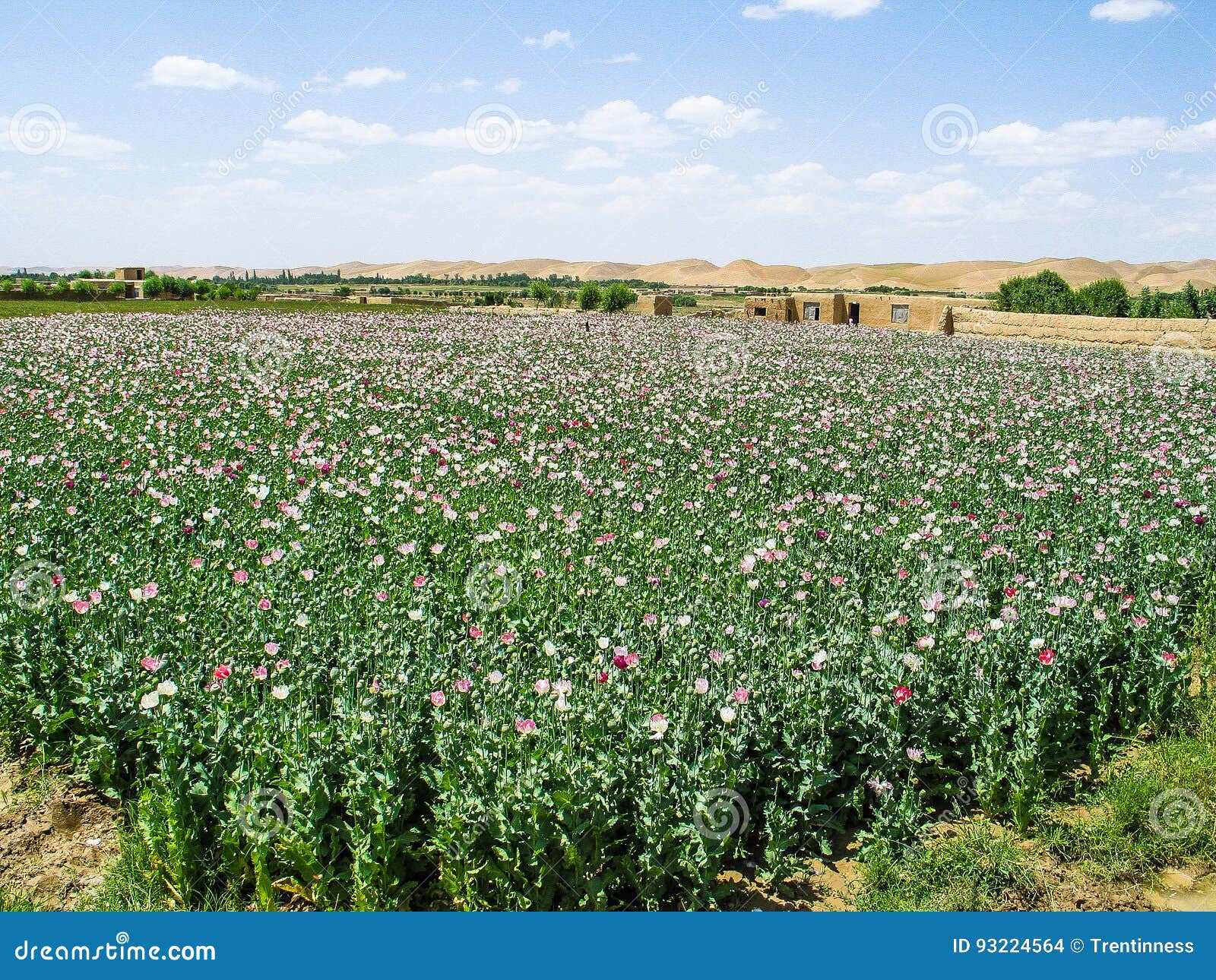 Afghanistan Poppy Fields Royalty-Free Stock Photography | CartoonDealer ...