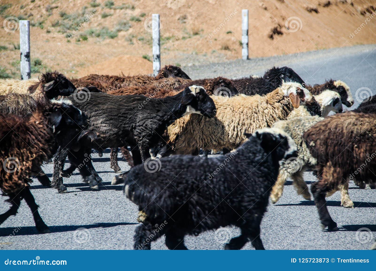 Afghanistan Sheep and Goats on the Move in Summer Stock Image - Image ...