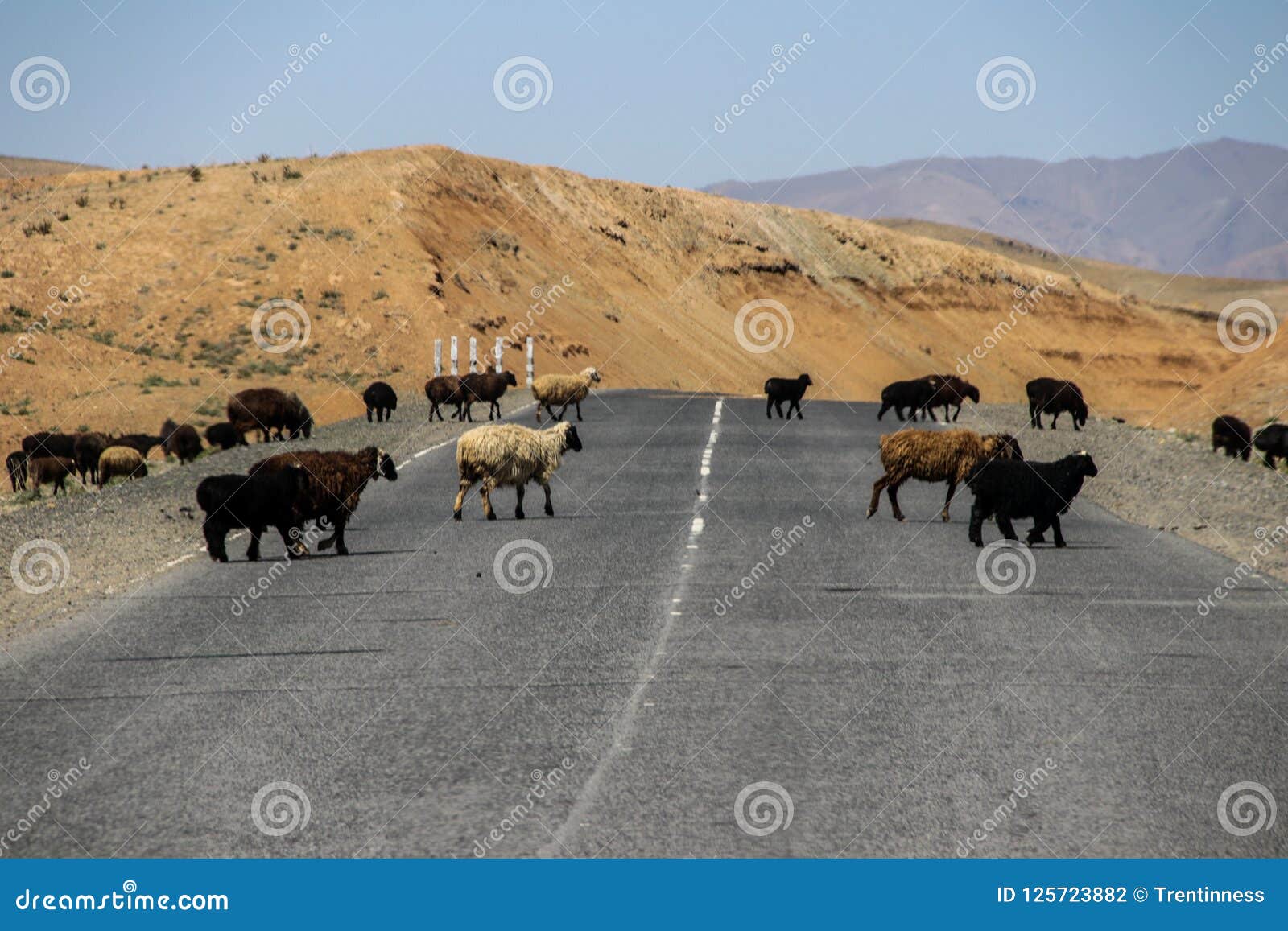 Afghanistan Sheep and Goats on the Move in Summer Stock Photo - Image ...