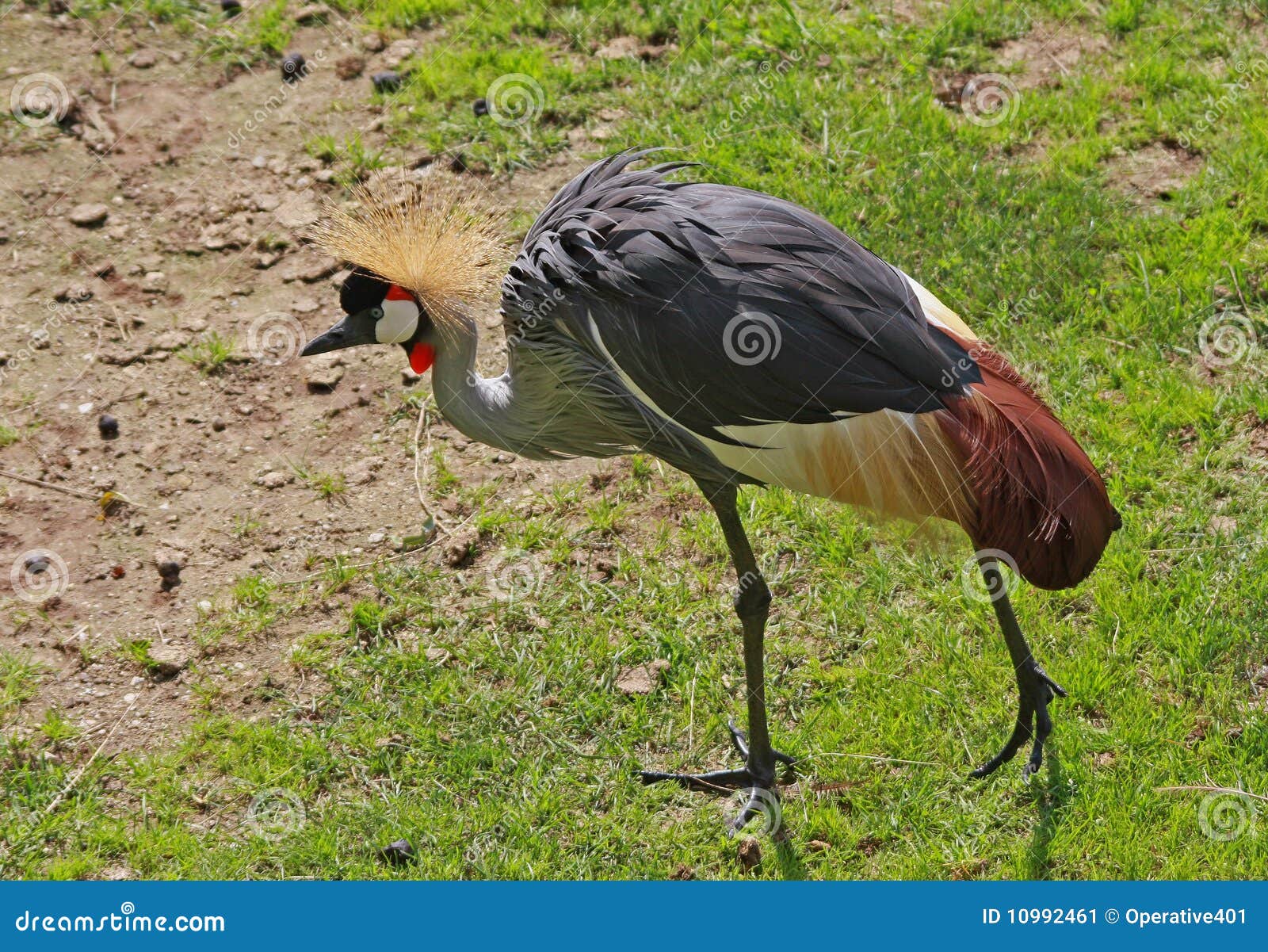 Afican Crowned Crane stock image. Image of omnivore, gibbericeps - 10992461