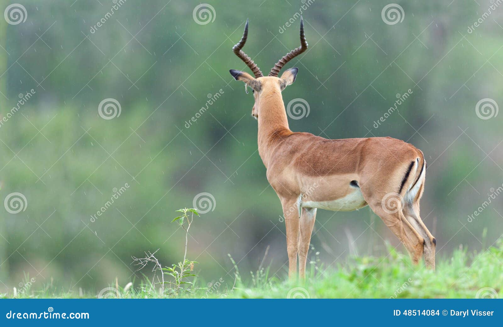 Afican Impal fotografia stock. Immagine di erba, riserva - 48514084