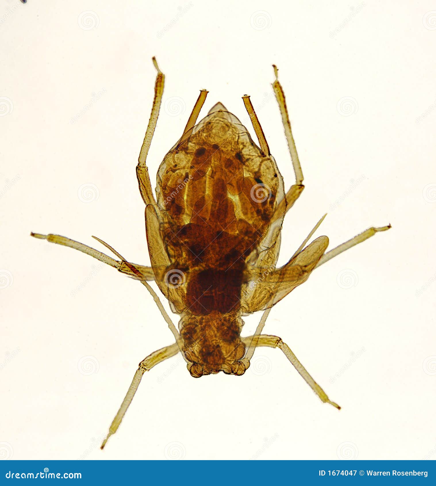 Afide immagine stock. Immagine di microscopio, fiacchi - 1674047