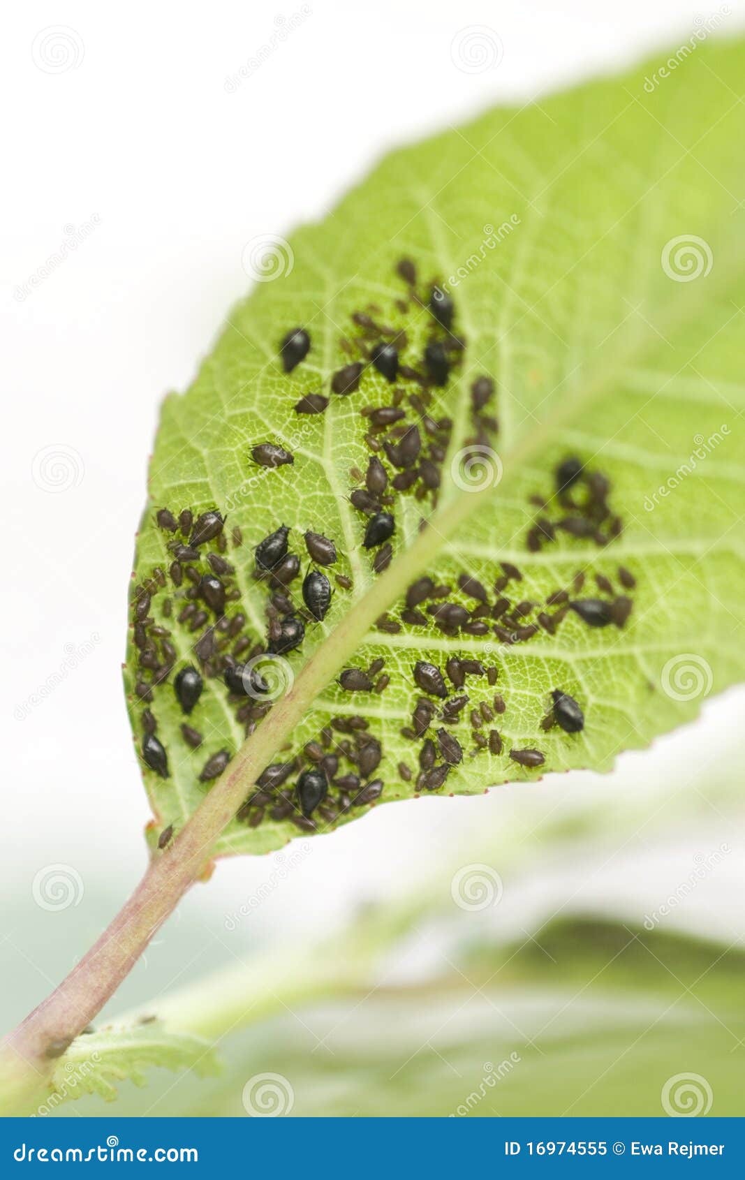 Afide immagine stock. Immagine di macro, afide, parassita - 16974555