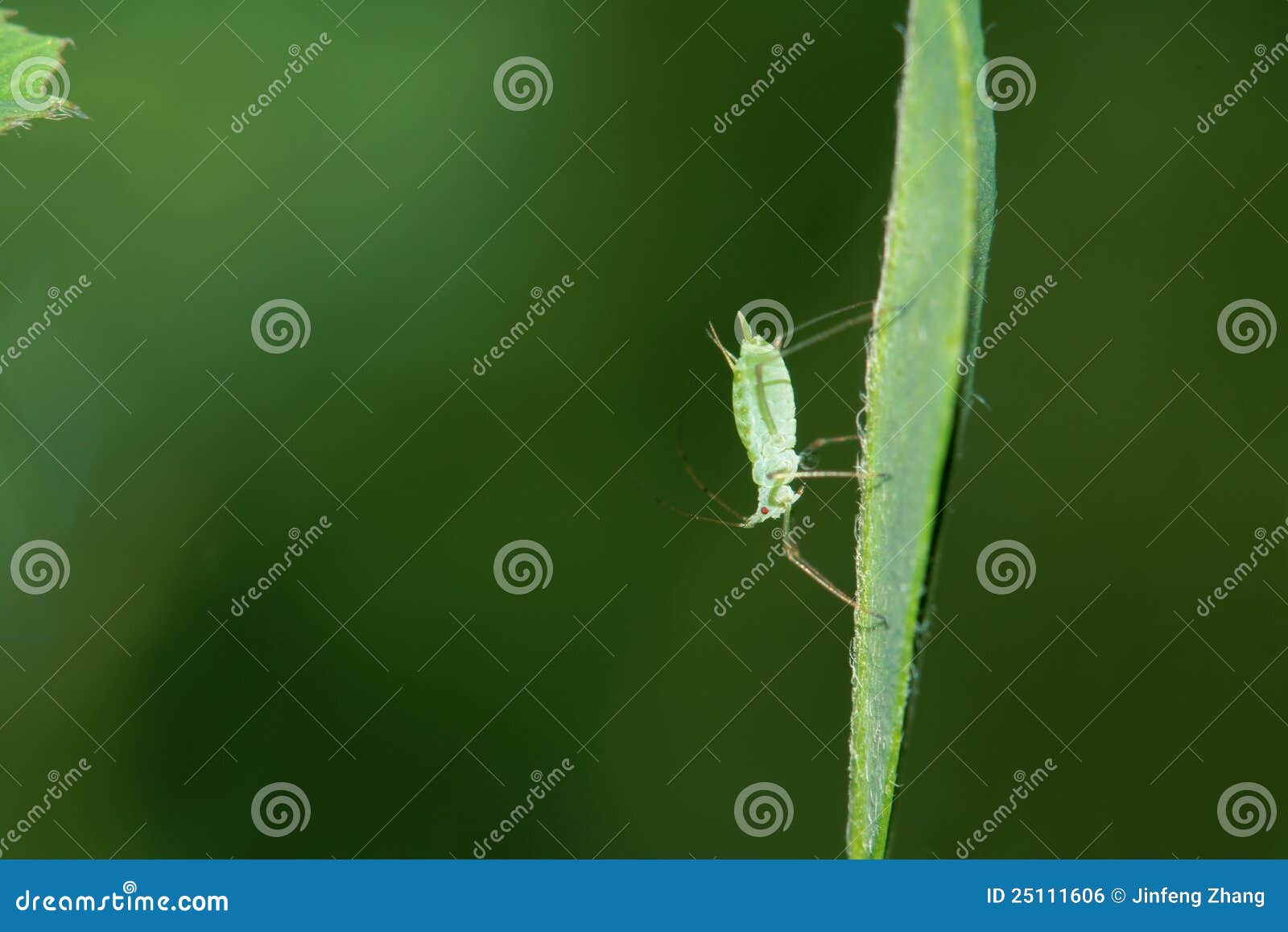Afide fotografia stock. Immagine di insetti, afide, macro - 25111606