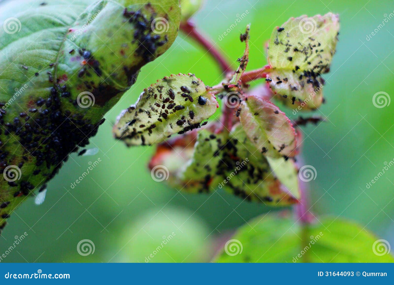 Afide Che Vive Su Un Ciliegio Immagine Stock - Immagine di danneggiato ...